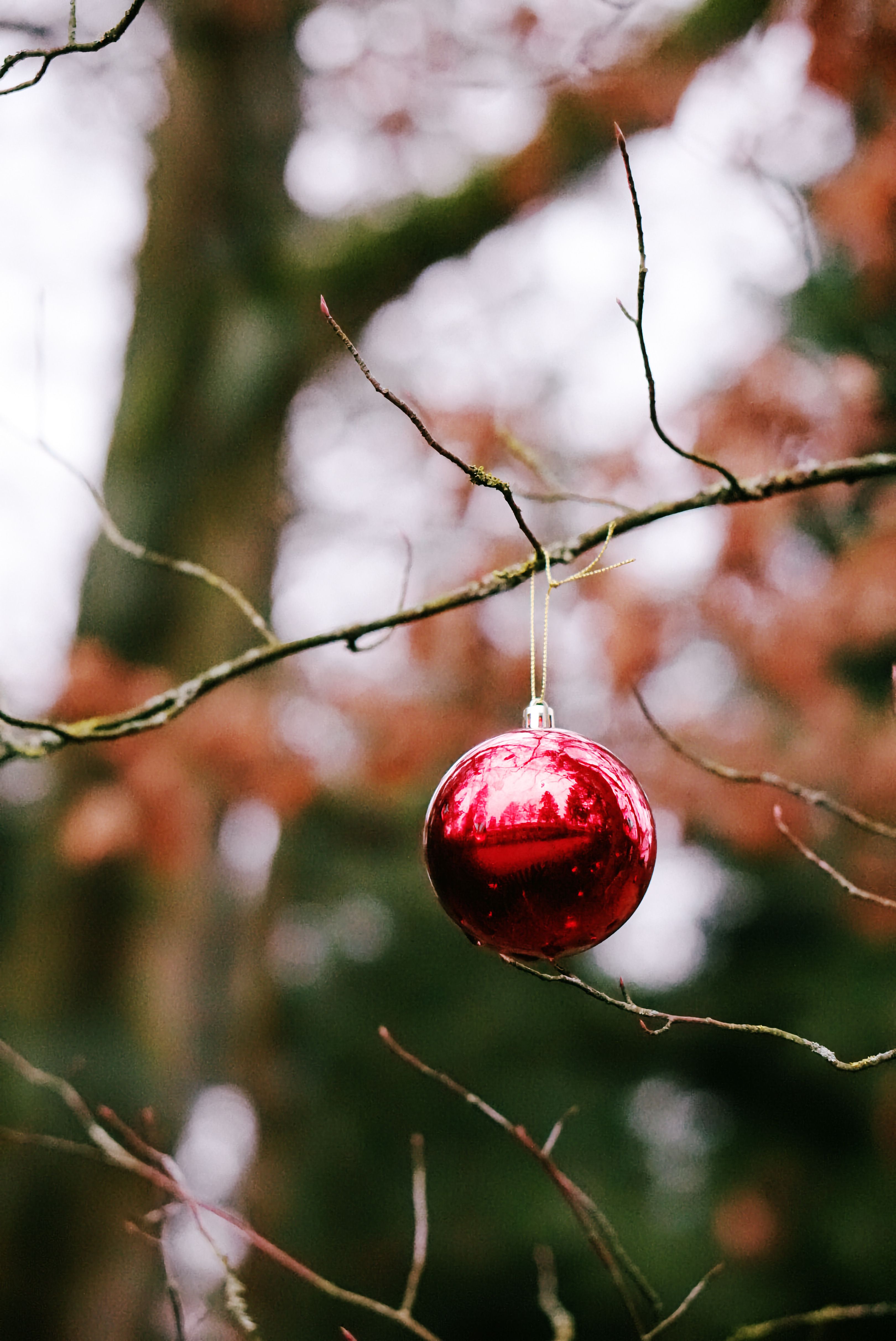 Christmas Bubble on a Tree Branch · Free Stock Photo