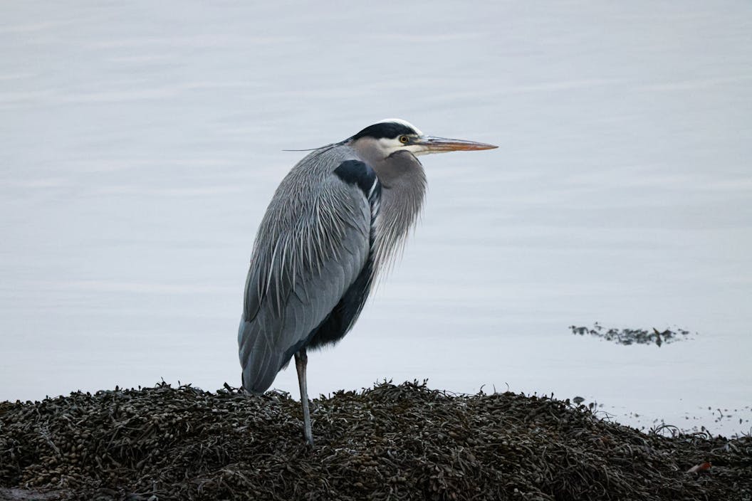 Bird Heron Identification: Guide to Species and Behavior