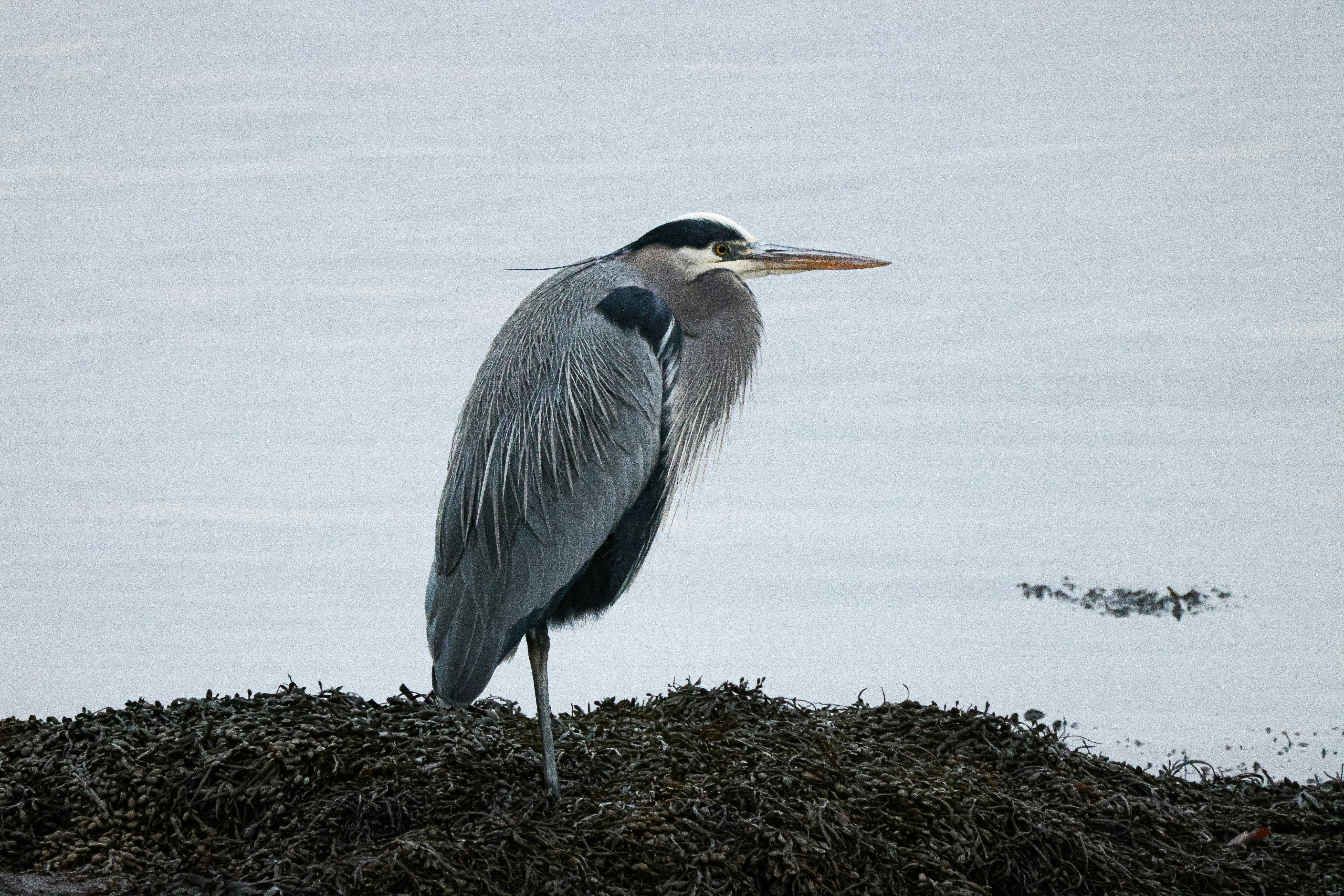 Great Blue Heron Walking on Snow in Berlin · Free Stock Photo