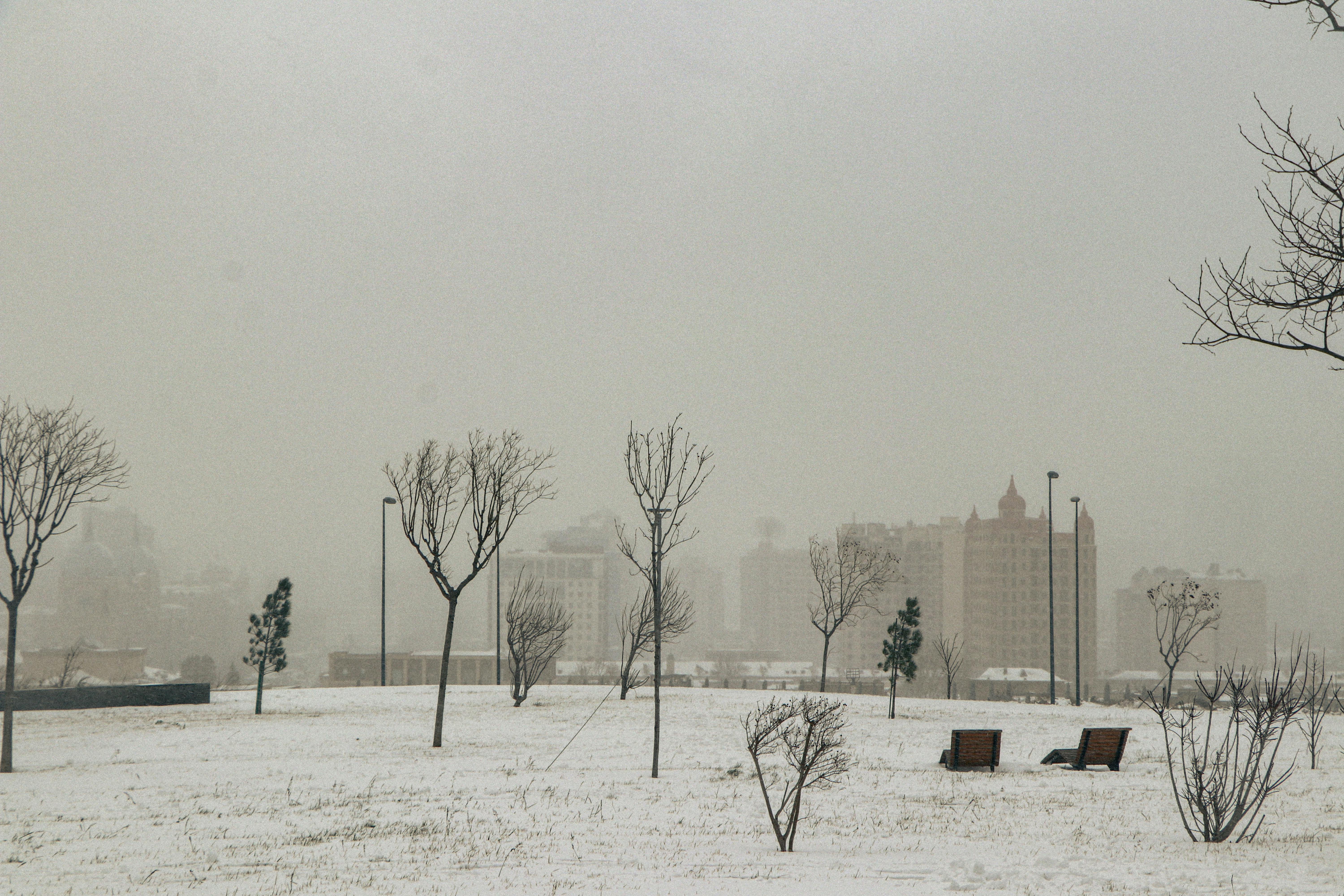 Snow Covered City Park on a Foggy Day · Free Stock Photo