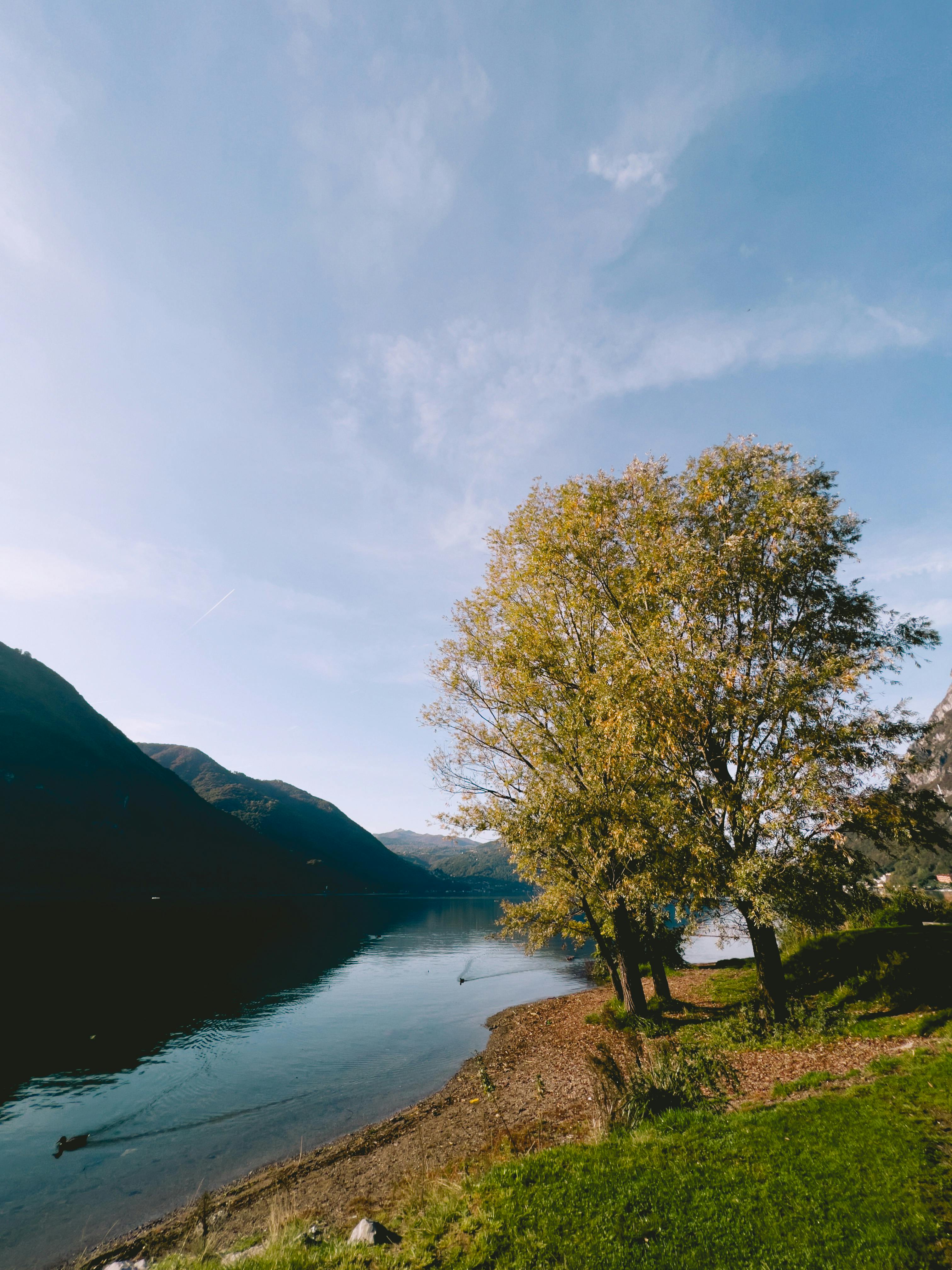 Green Trees Near Body of Water · Free Stock Photo