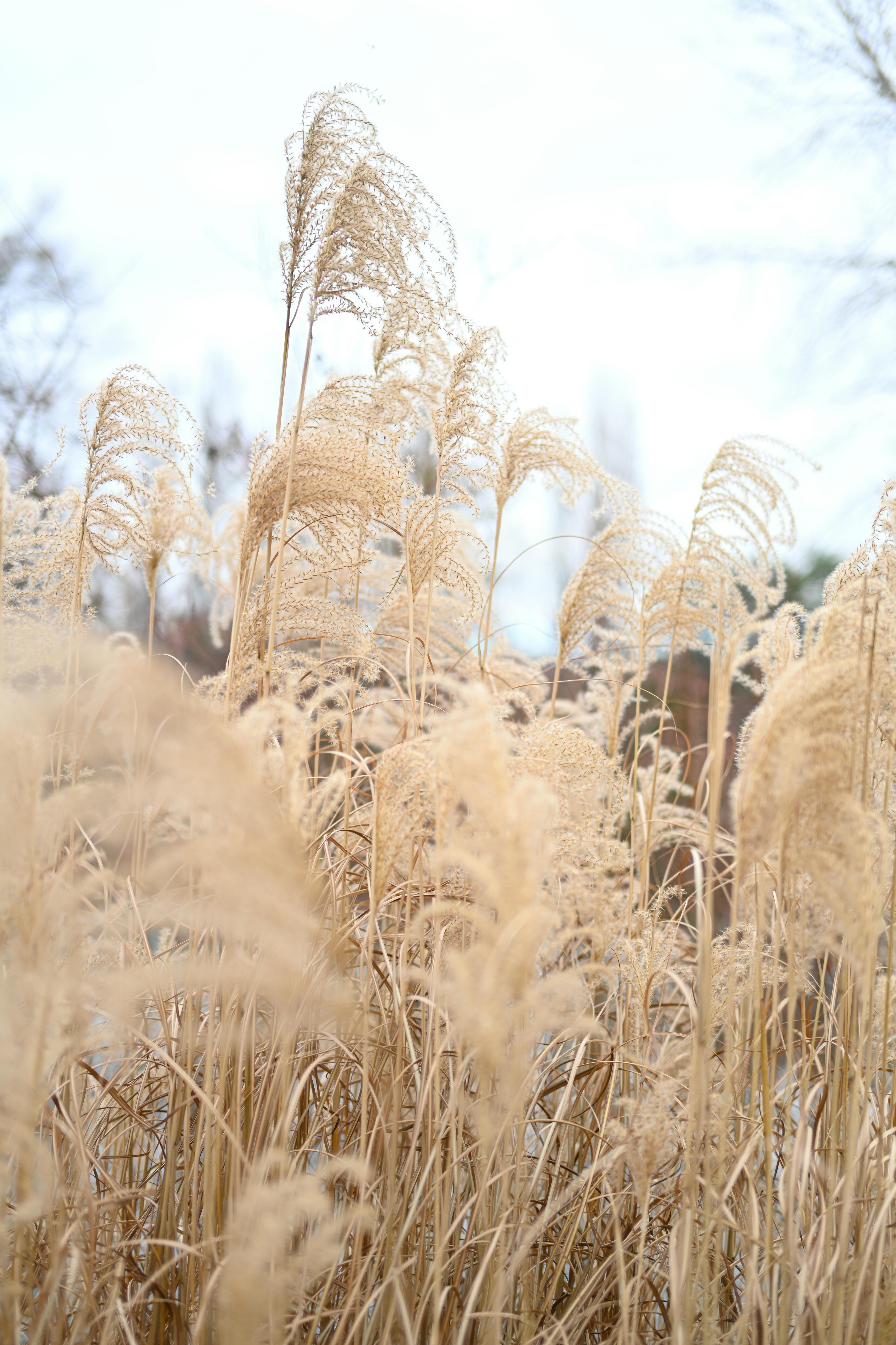 Close-Up of Dried Reeds · Free Stock Photo