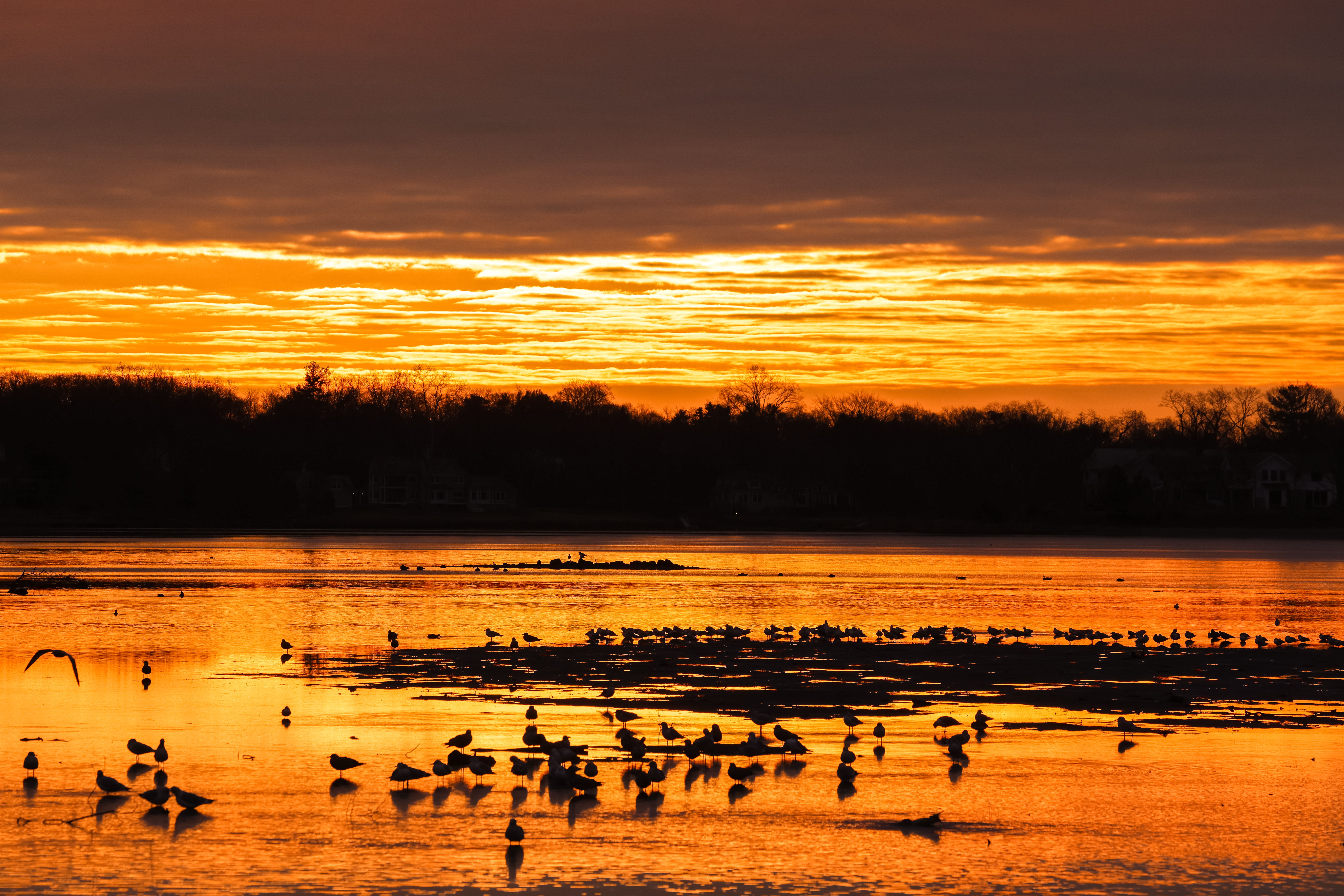 Birds on Yellow Lake at Sunset · Free Stock Photo