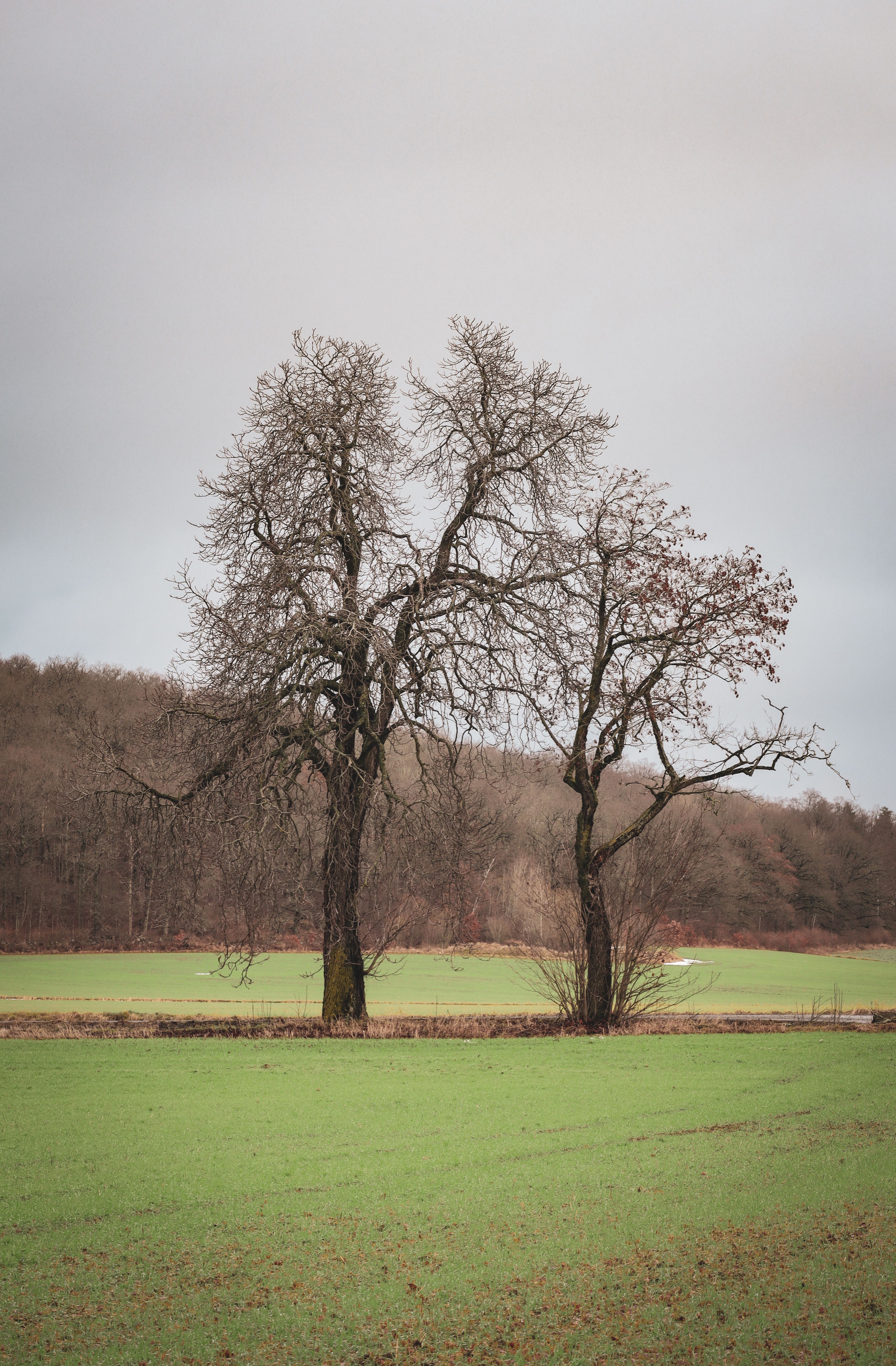 Bare Trees on Grassland · Free Stock Photo