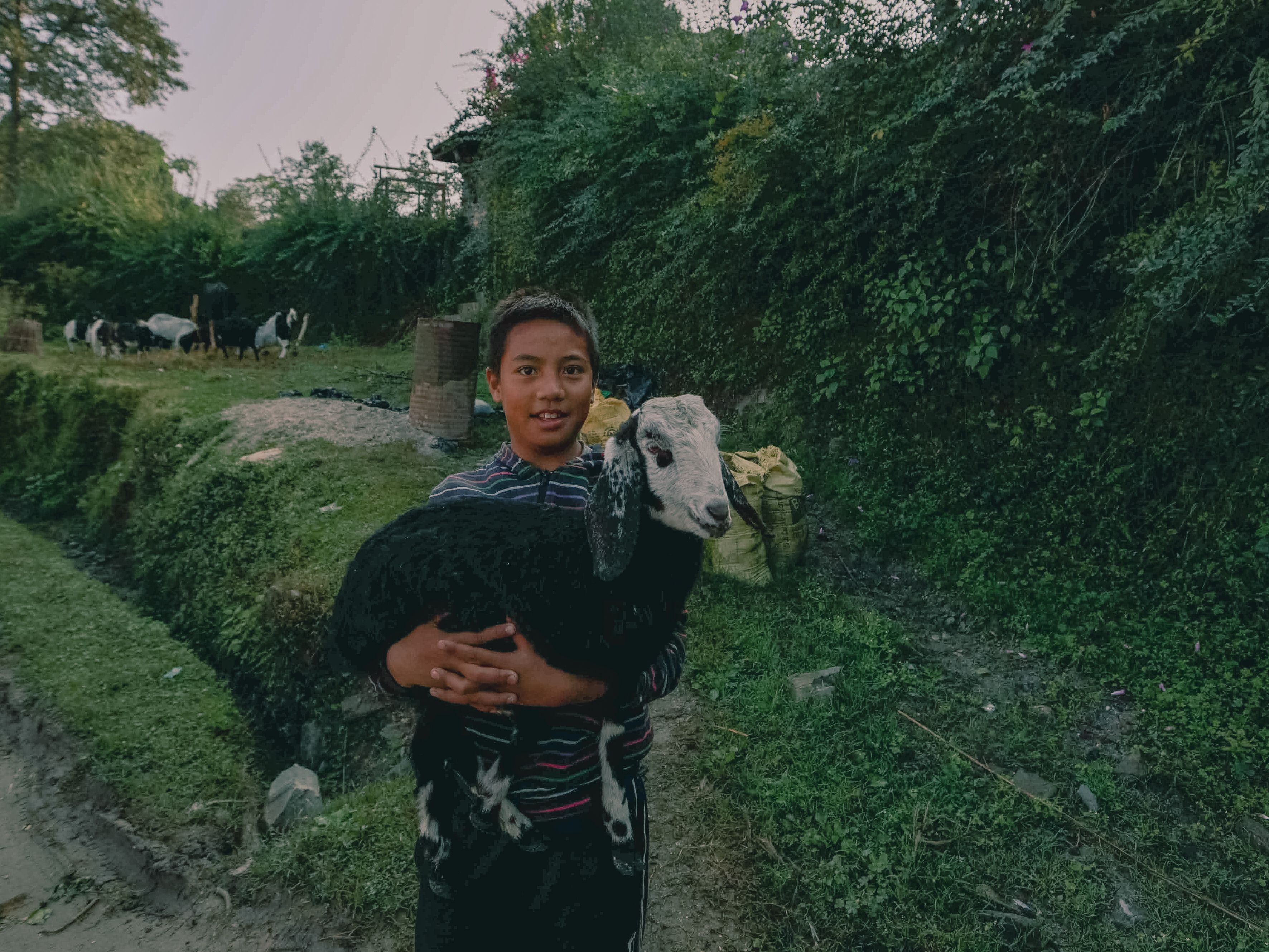 Boy Holding Goat Kid · Free Stock Photo