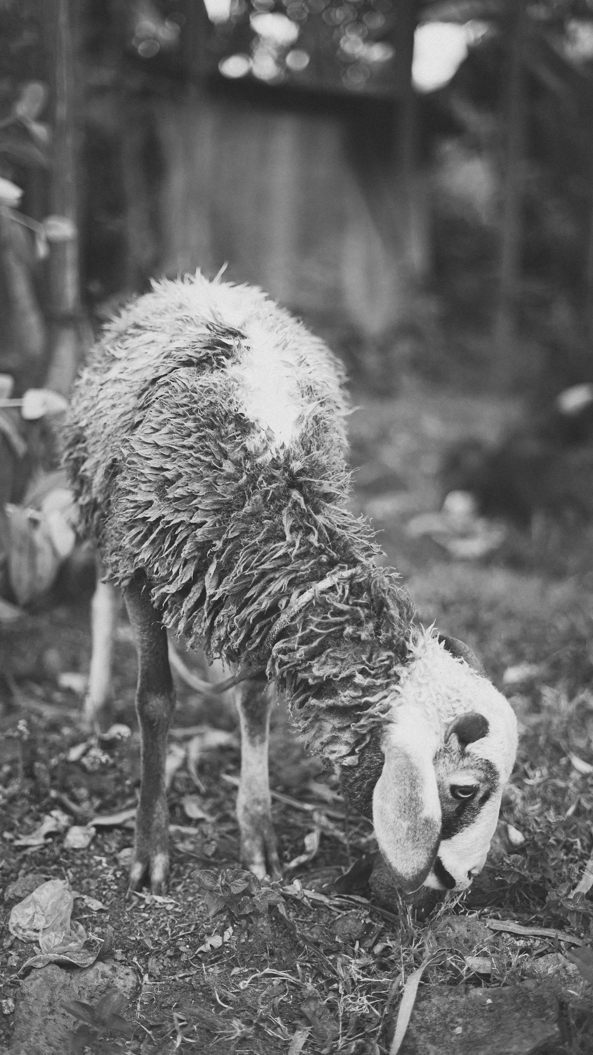 Black And White Sheeps Photos, Download The BEST Free Black And White ...