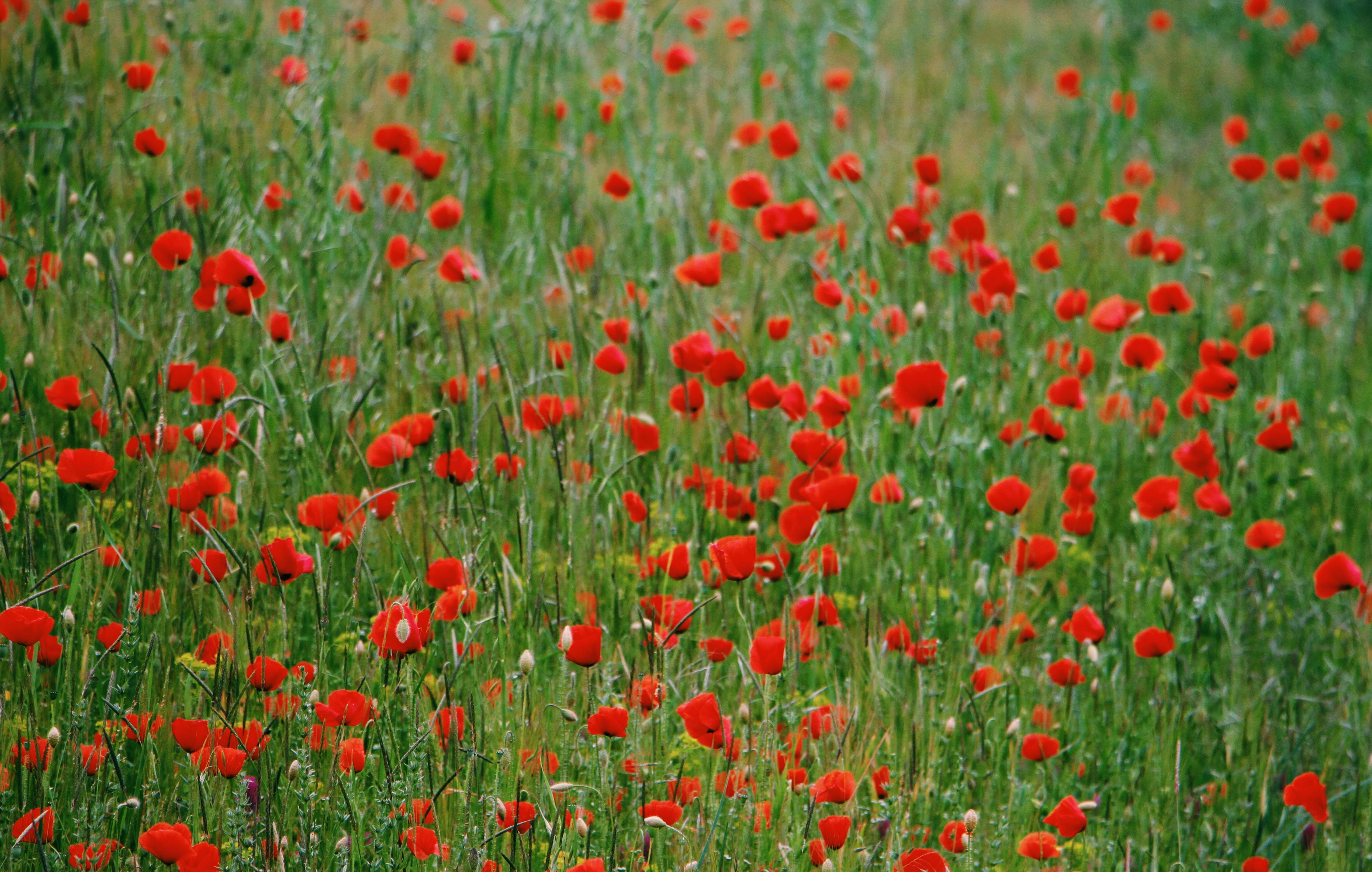 Photo of Poppy Field · Free Stock Photo