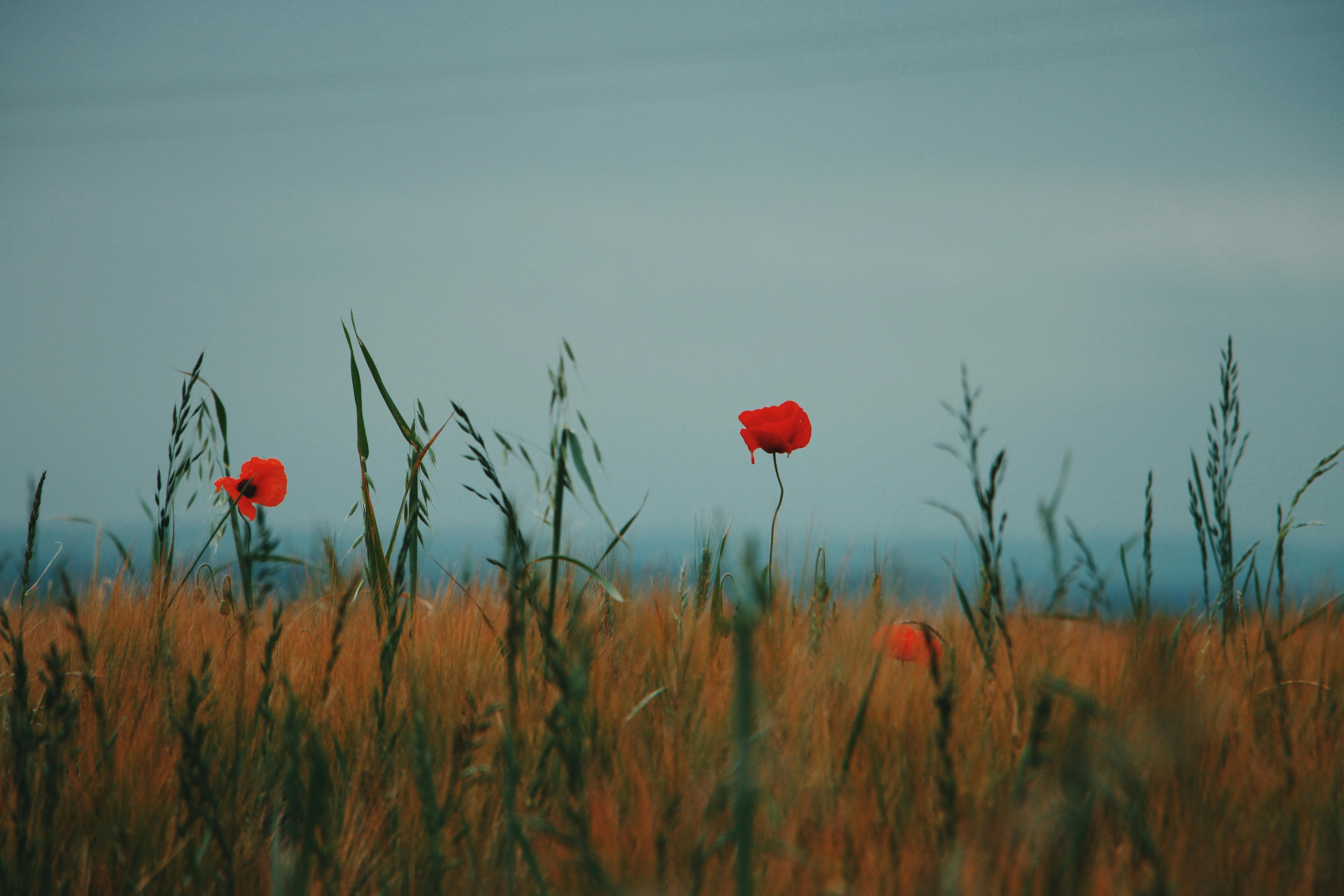 Lapel Poppy Photos, Download The BEST Free Lapel Poppy Stock Photos ...
