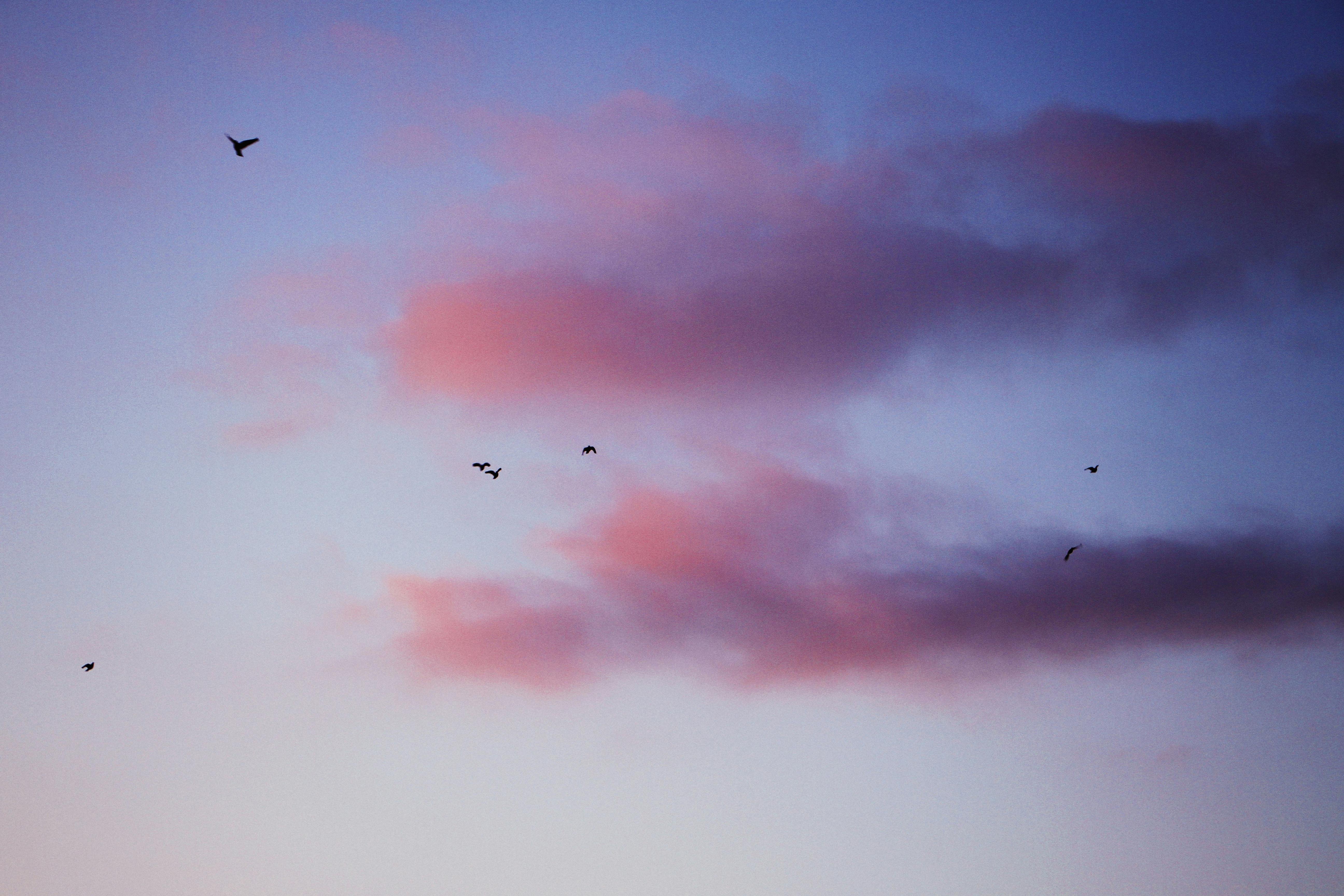 Birds in the Pinky Sunset · Free Stock Photo