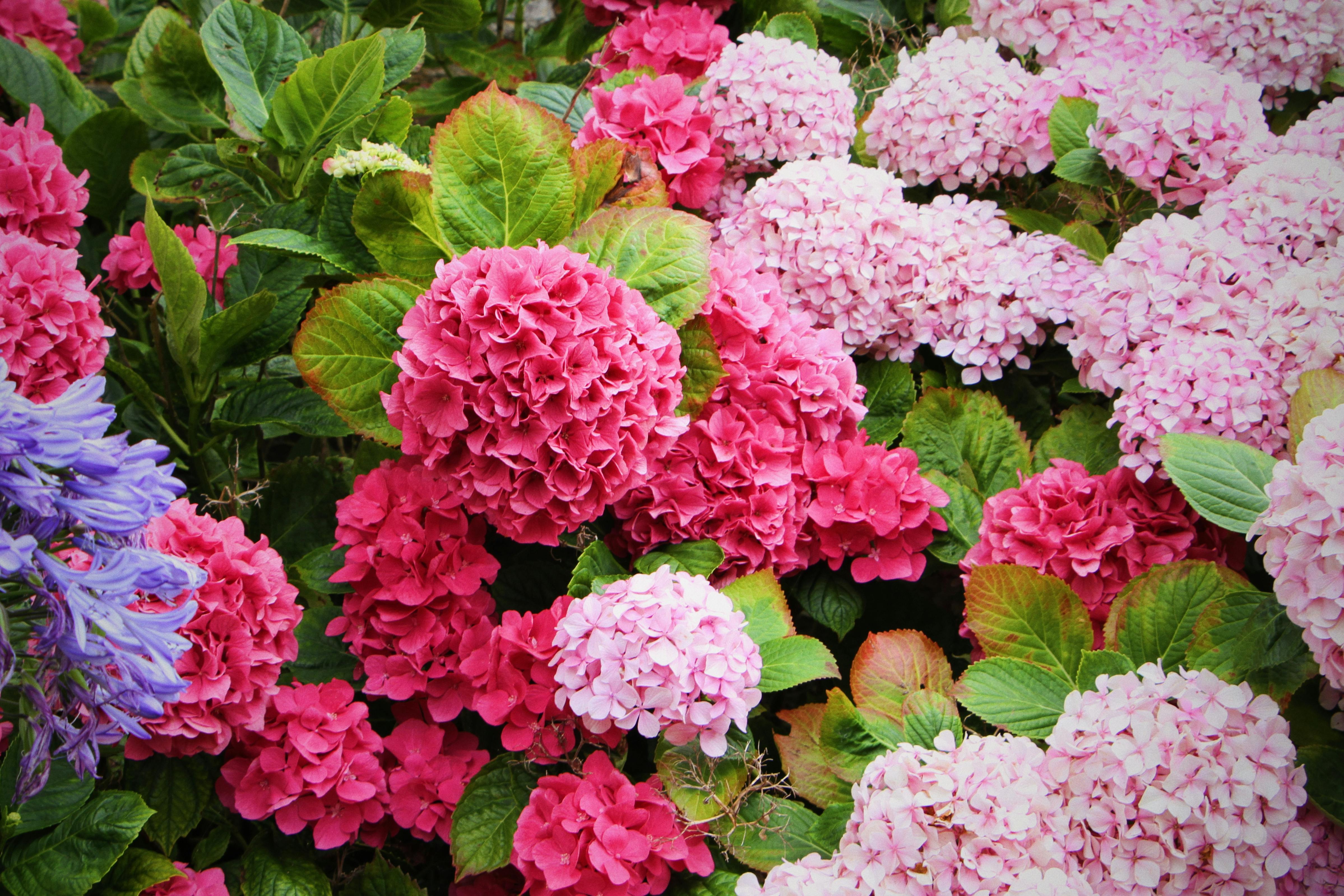 Pink Hydrangea Flowers · Free Stock Photo