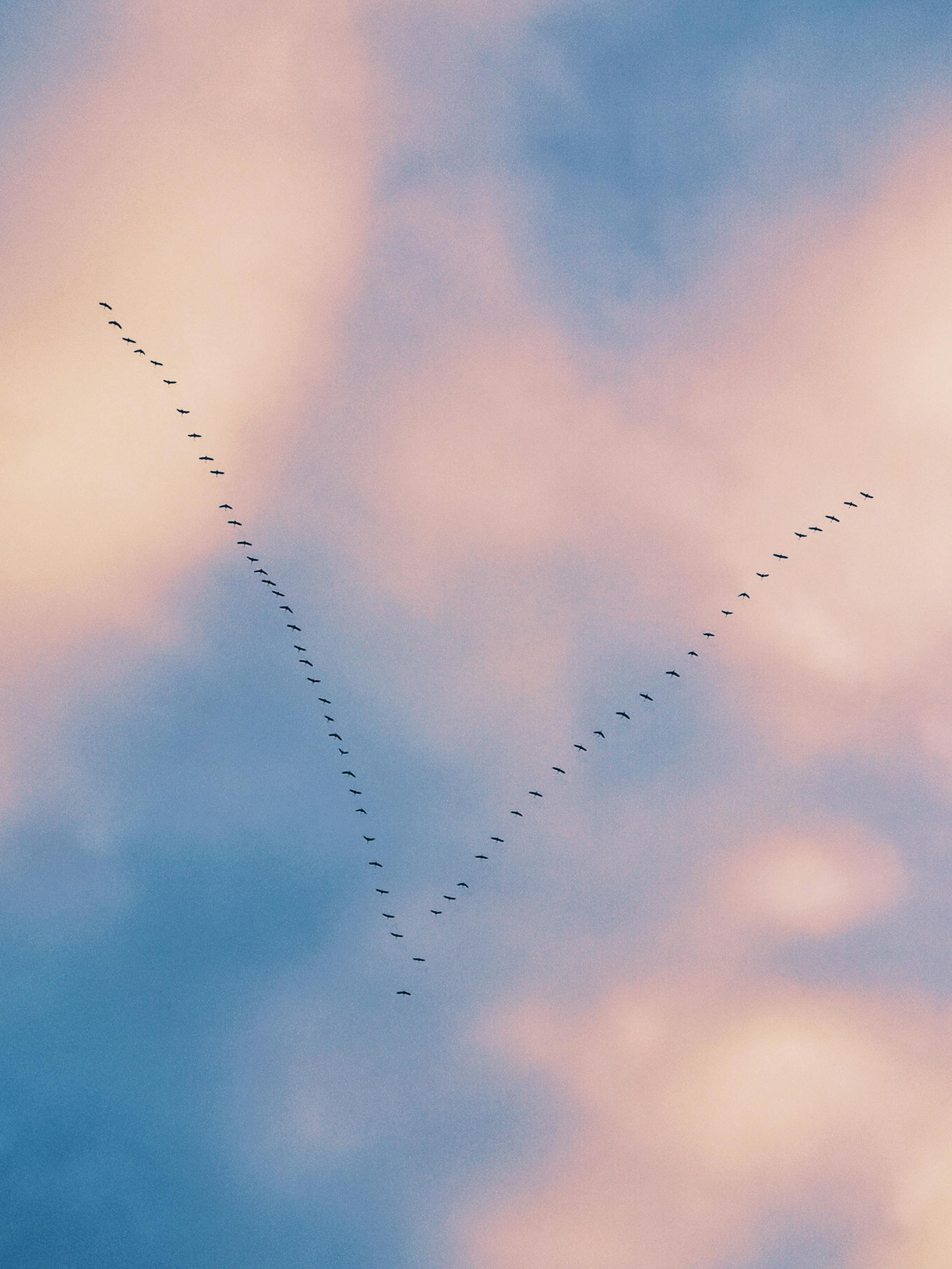 Bird Flying · Free Stock Photo