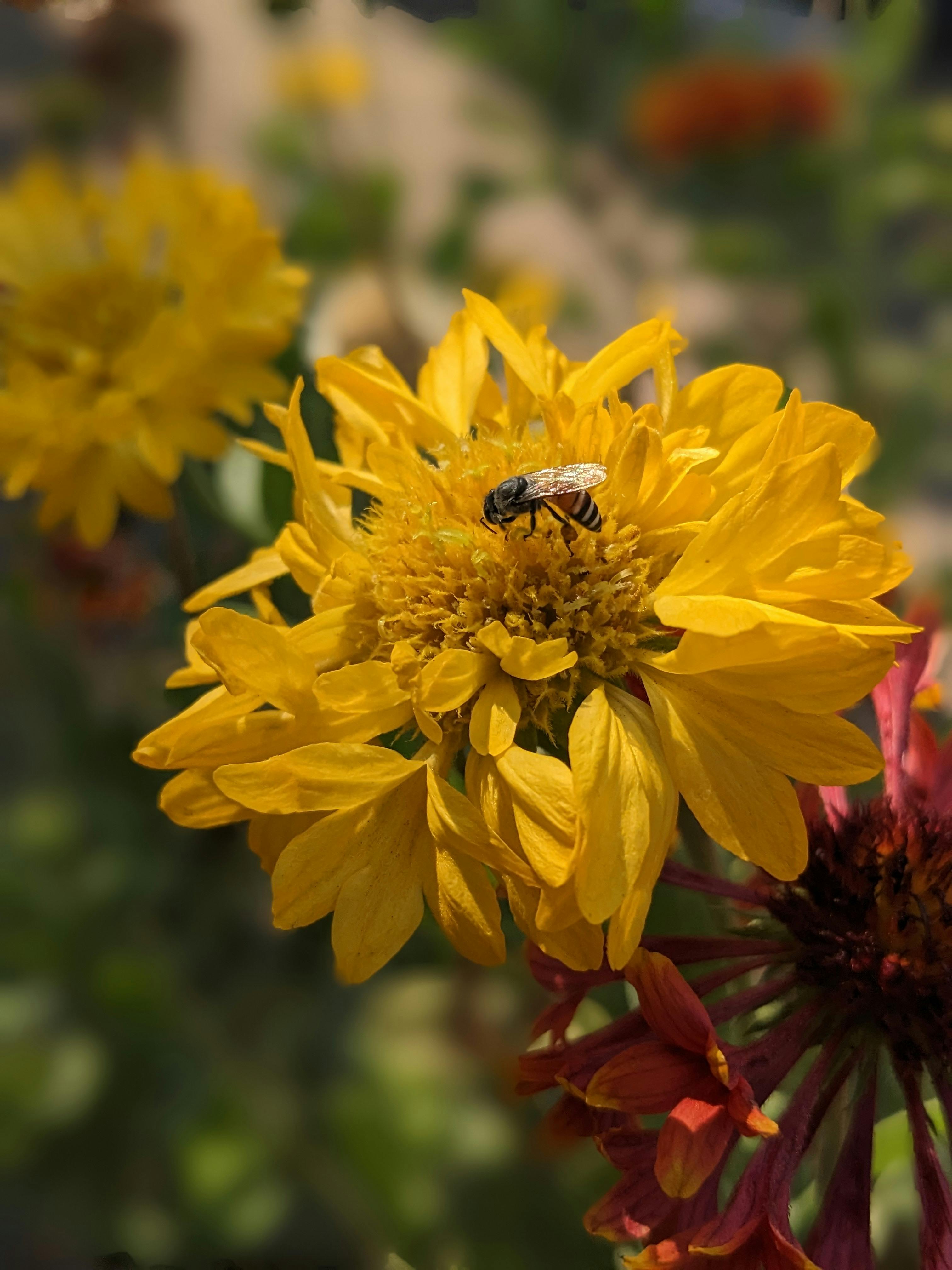 Bee over Lavender Flowers · Free Stock Photo