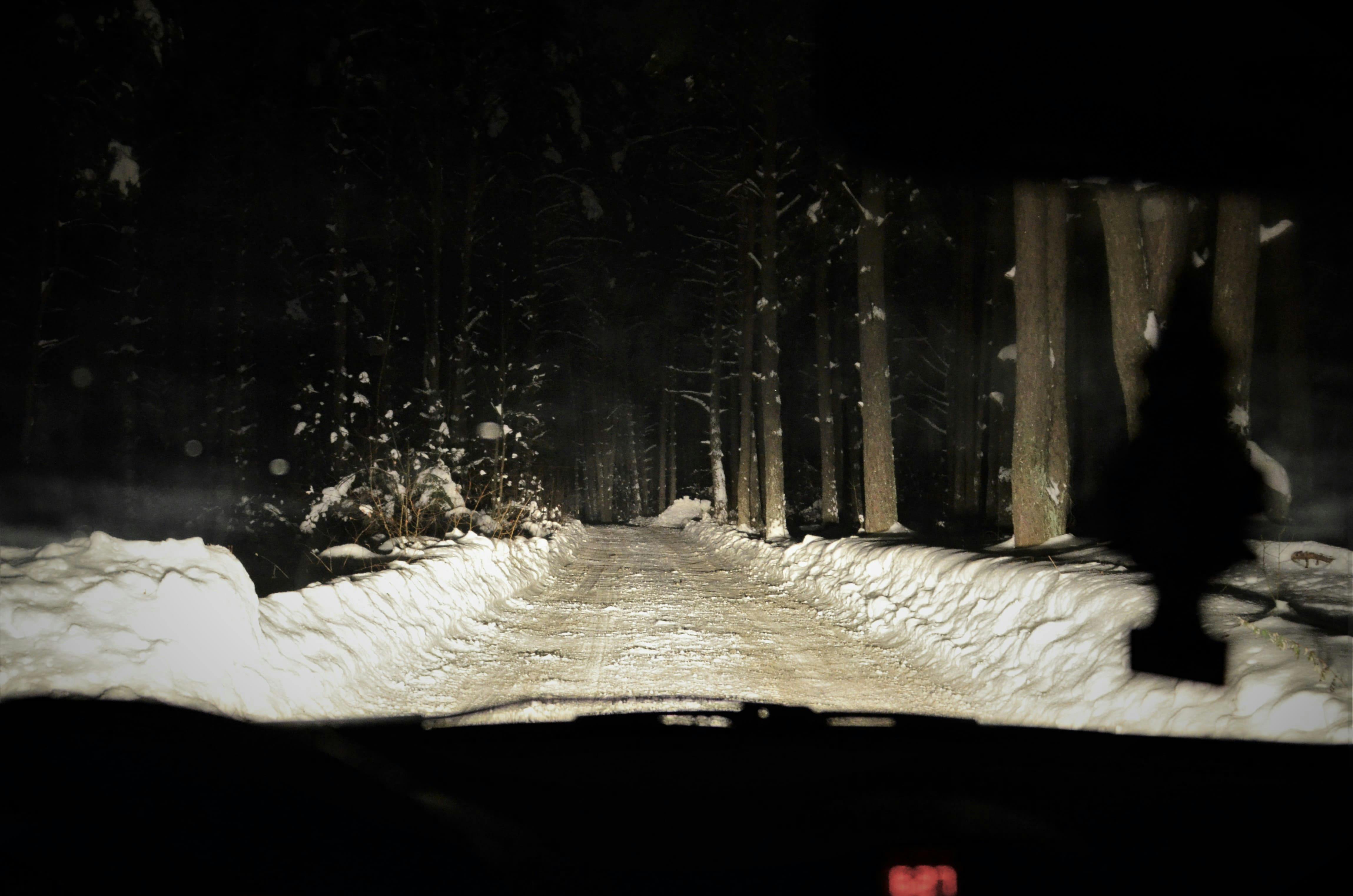 Road in Snow in Forest at Night · Free Stock Photo