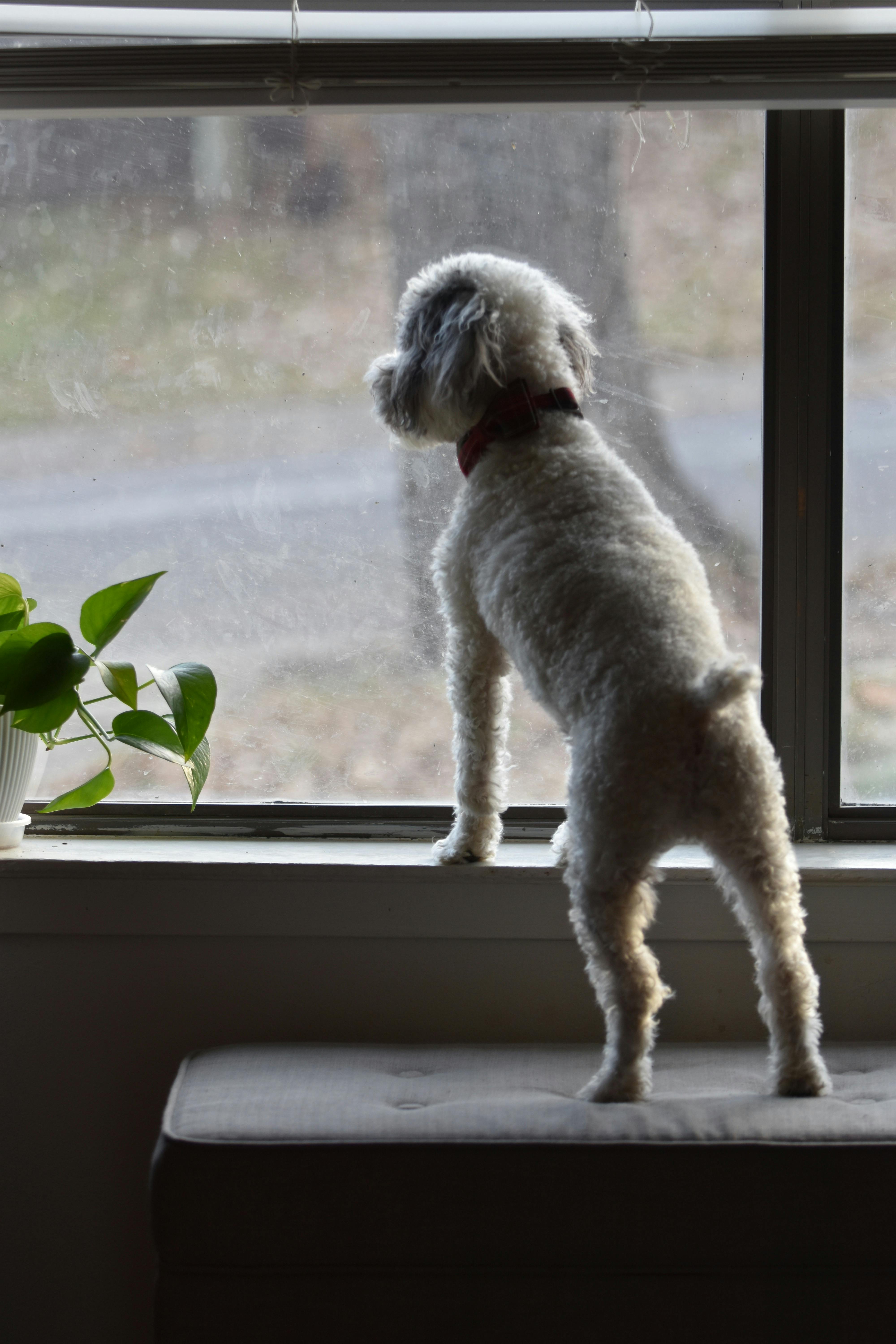 A Dog Looking Out the Window · Free Stock Photo