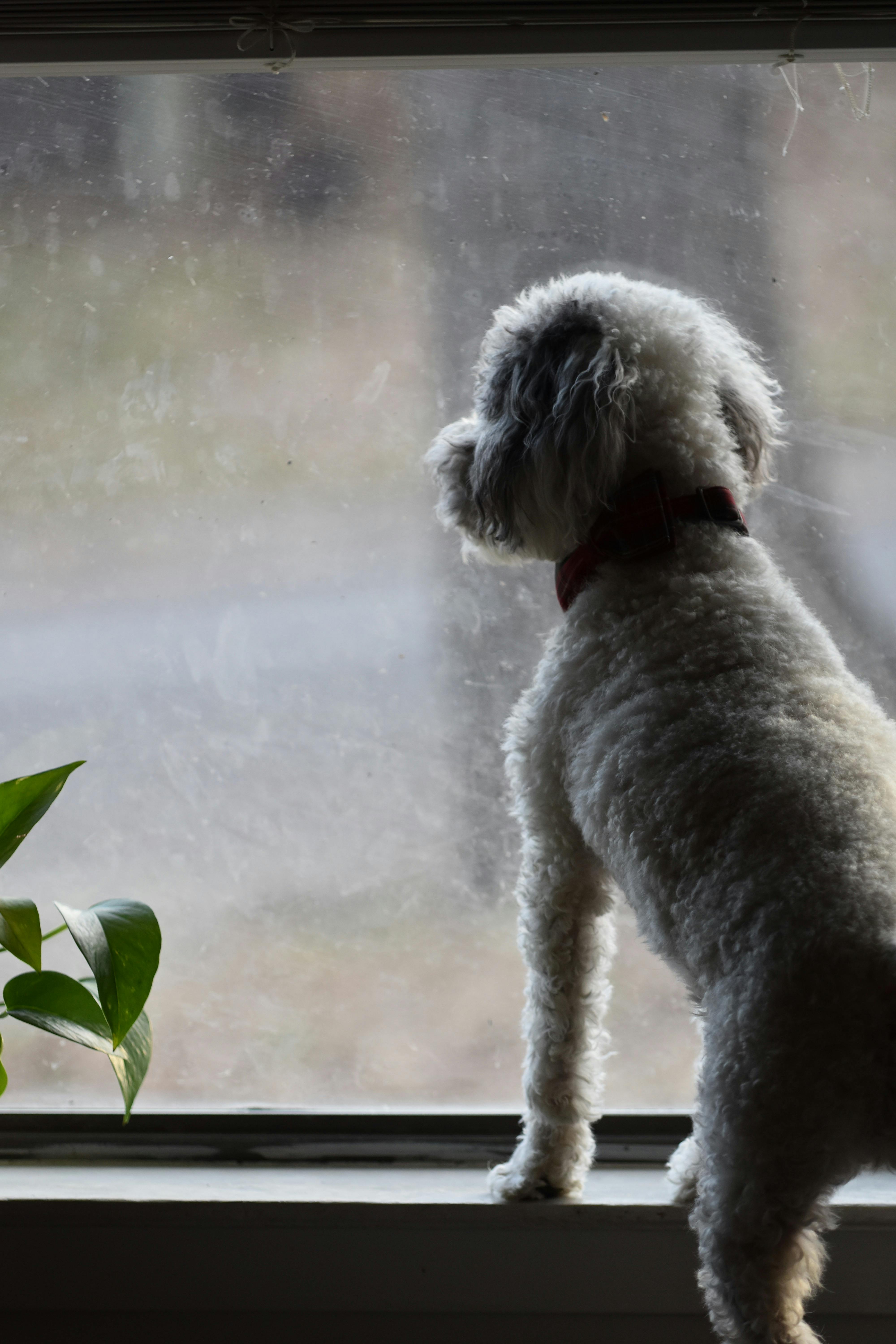 Dog Looking through Window · Free Stock Photo