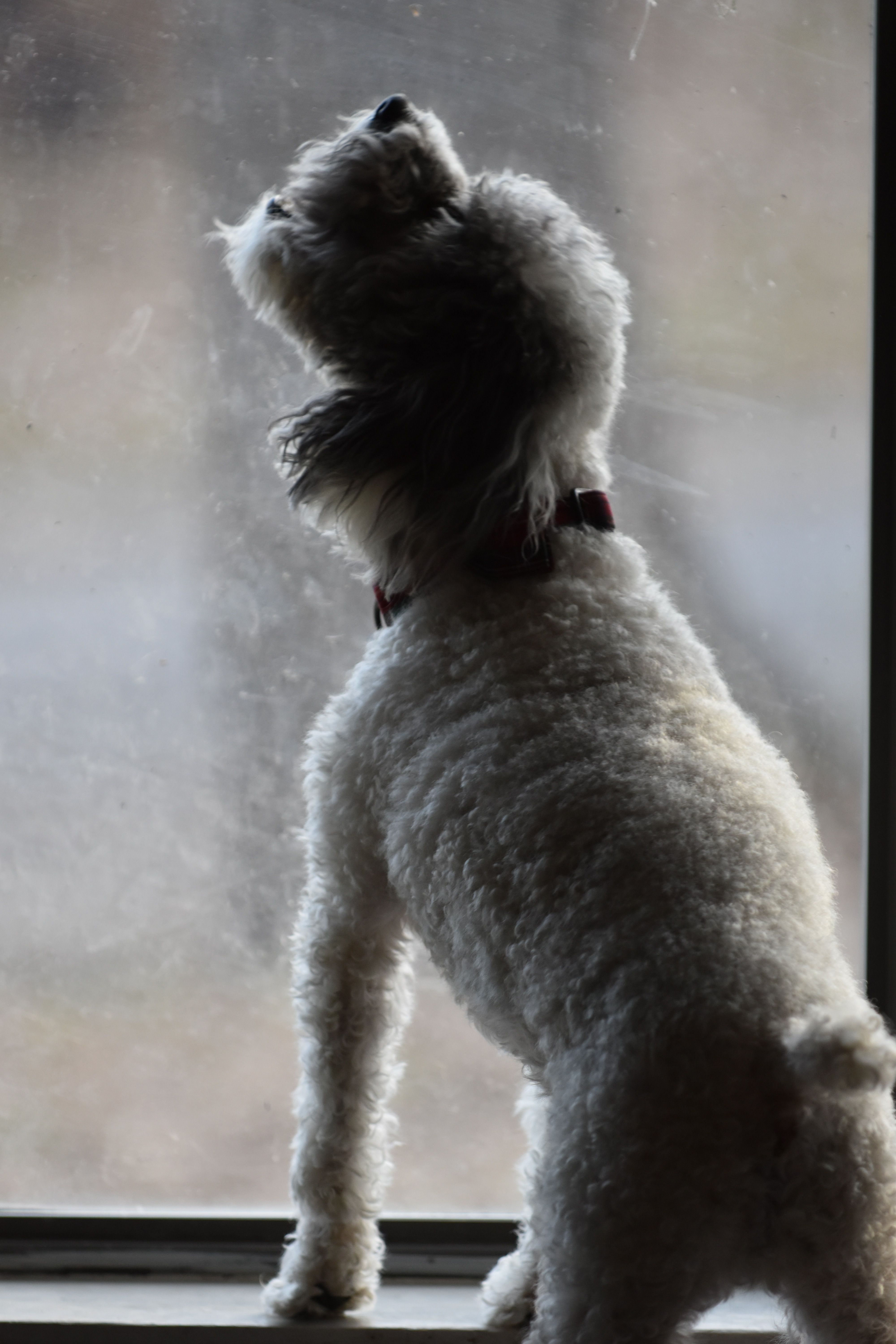Dog in Front of a Window · Free Stock Photo