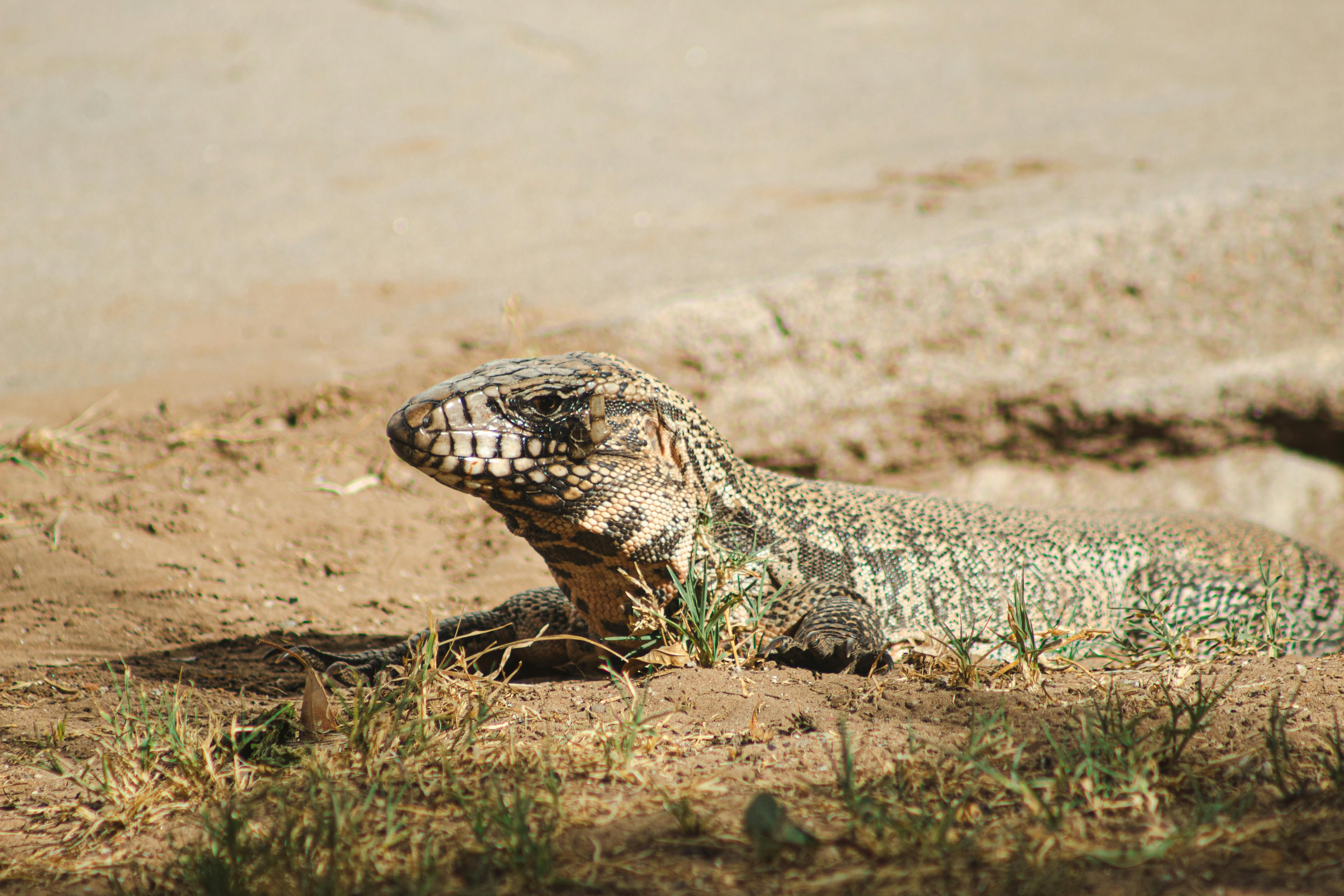 Close Up Photography of a Tegu Lizard in Grayscale · Free Stock Photo
