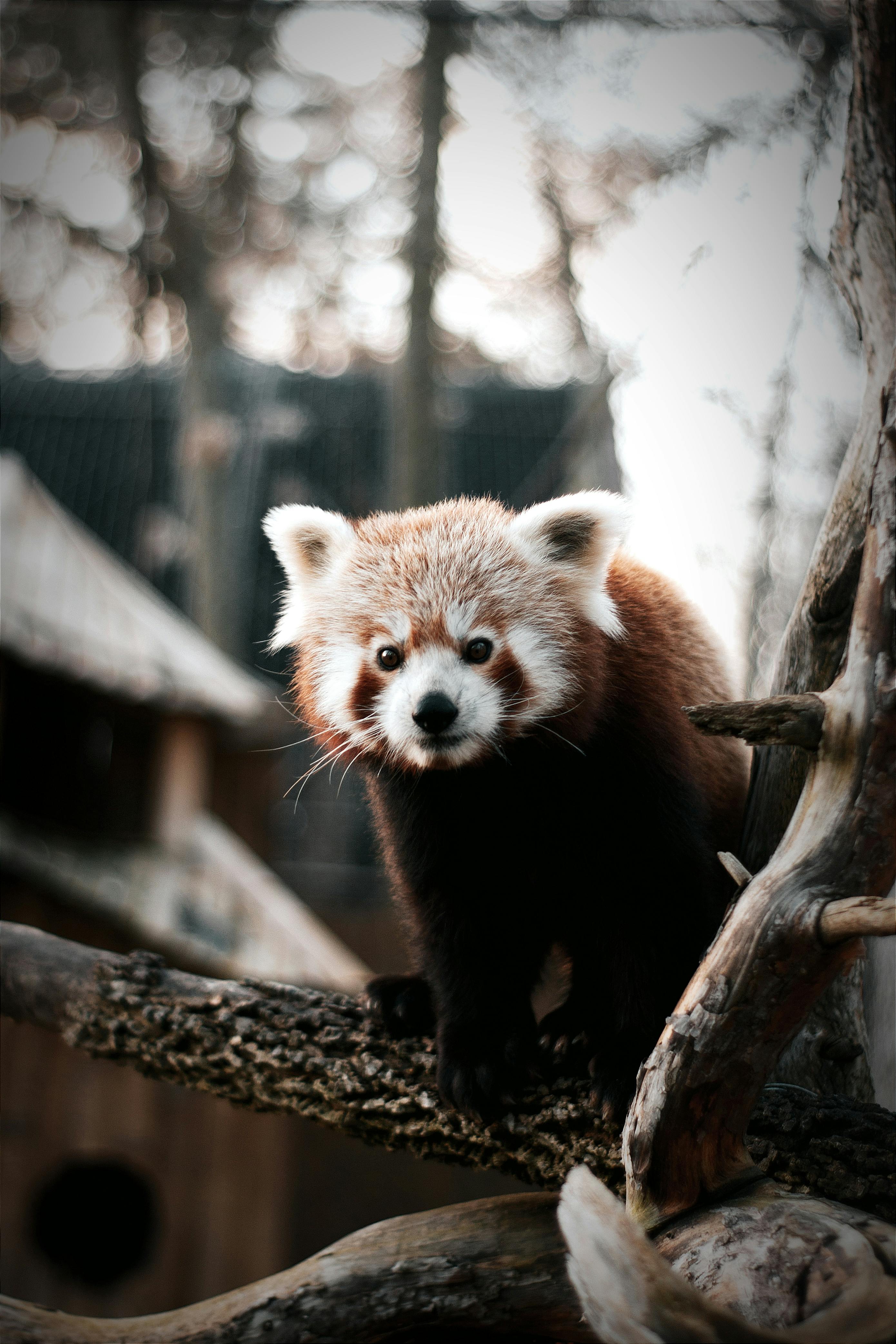 Photo gratuite de 4k, ailuridés, ailurus, ailurus fulgens, carnivore, chordata, espèce en voie d ...