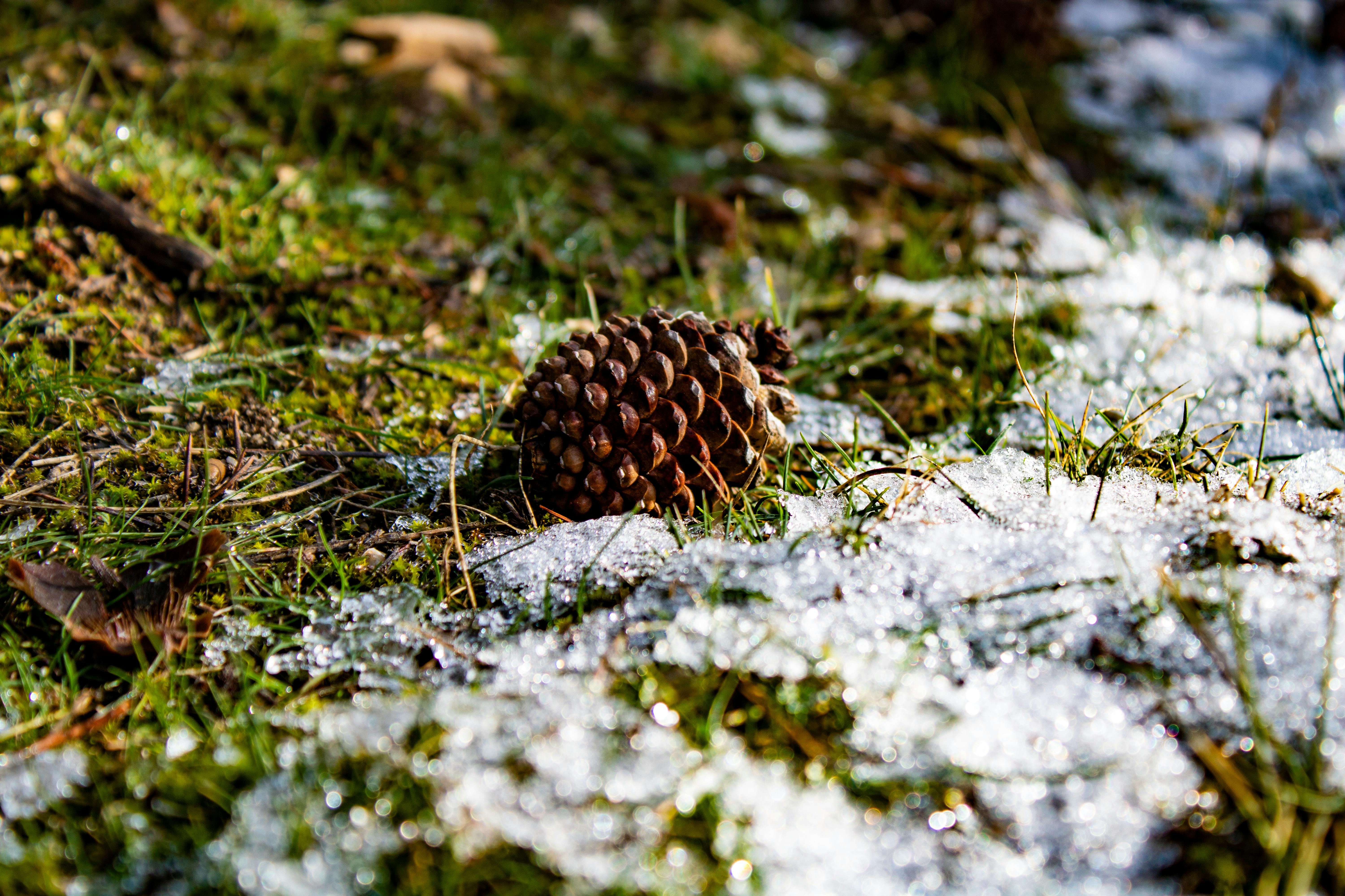 Snow around Acorn on Grass · Free Stock Photo