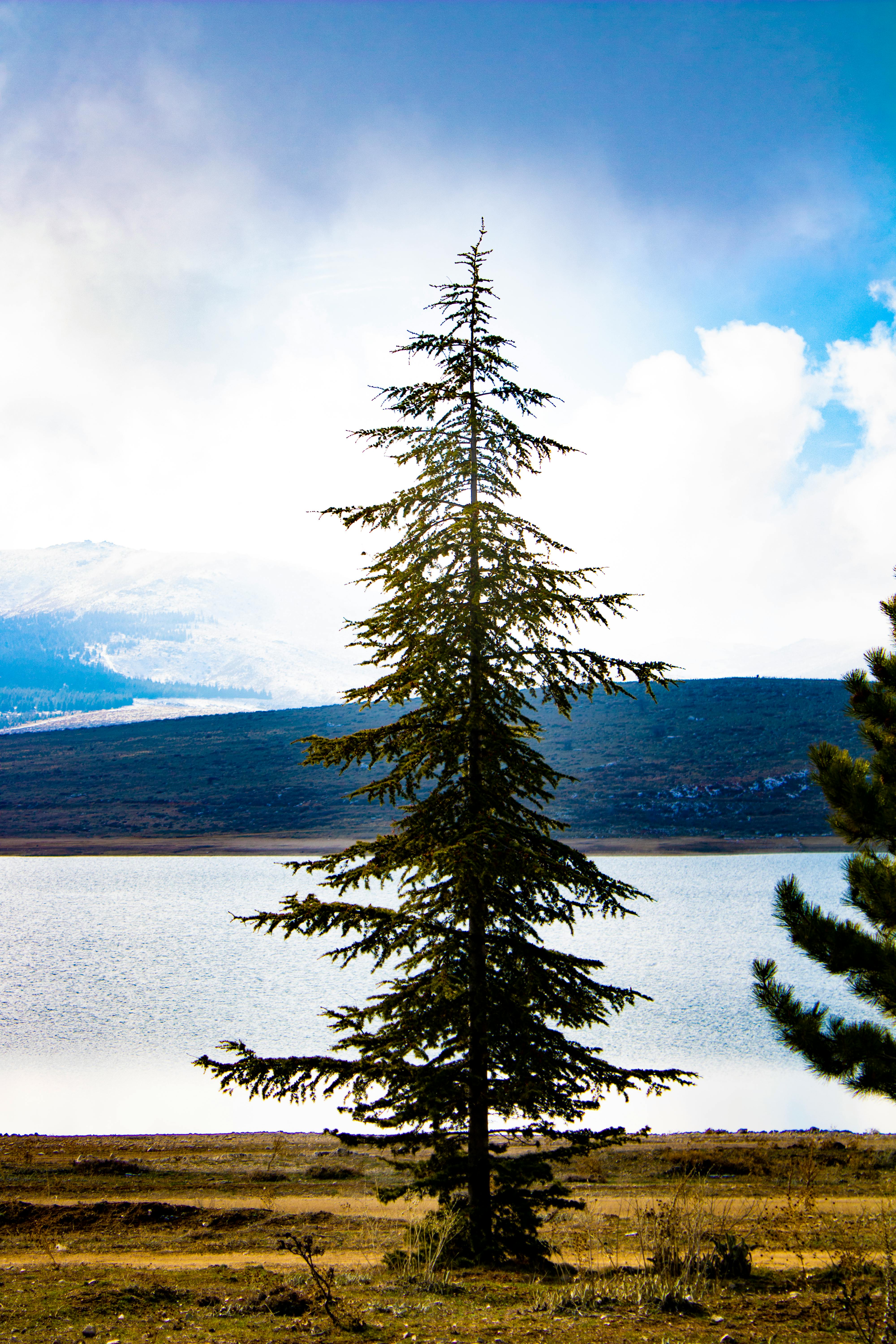Clouds over Tree near River · Free Stock Photo