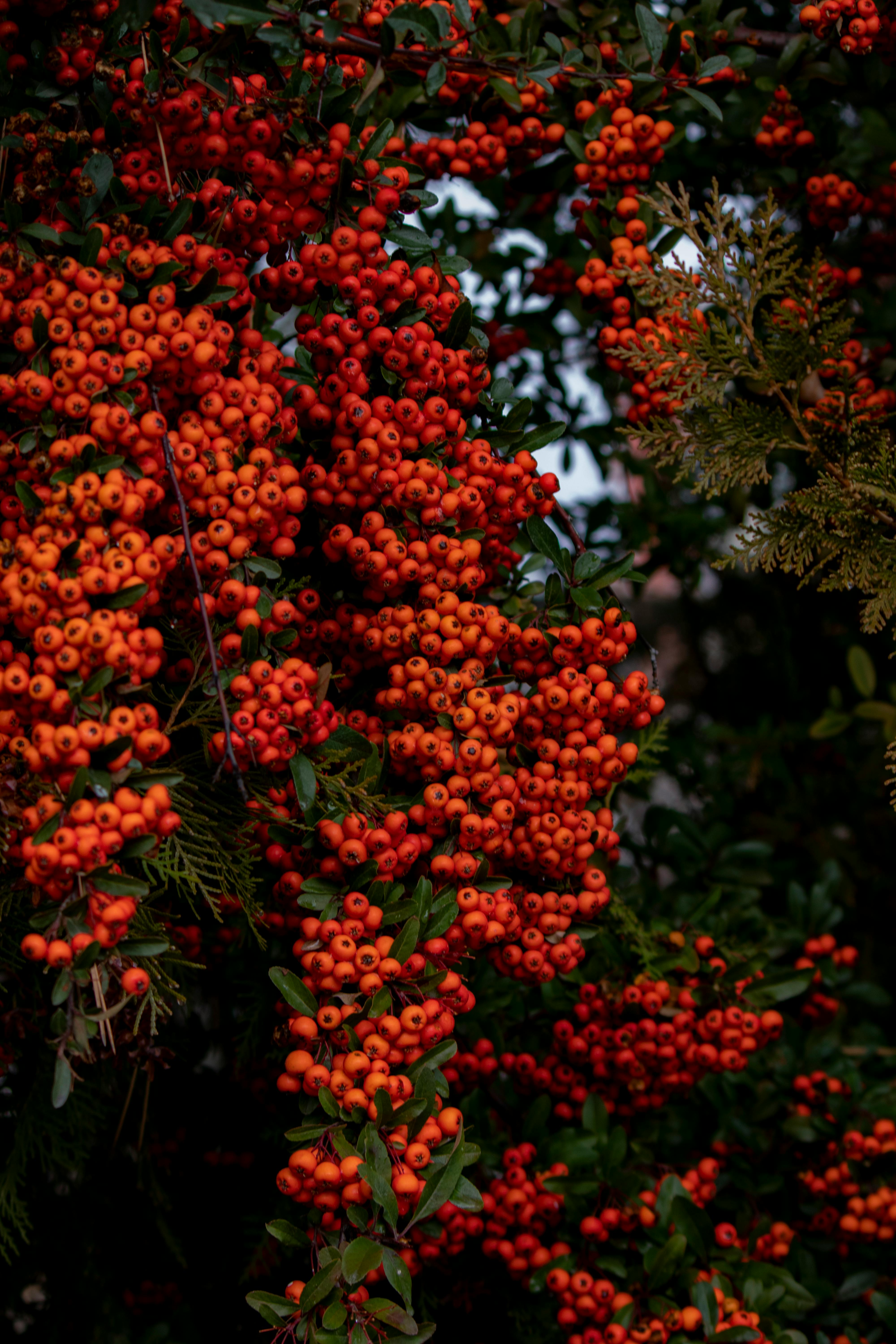 Close-up of Fresh Berries · Free Stock Photo