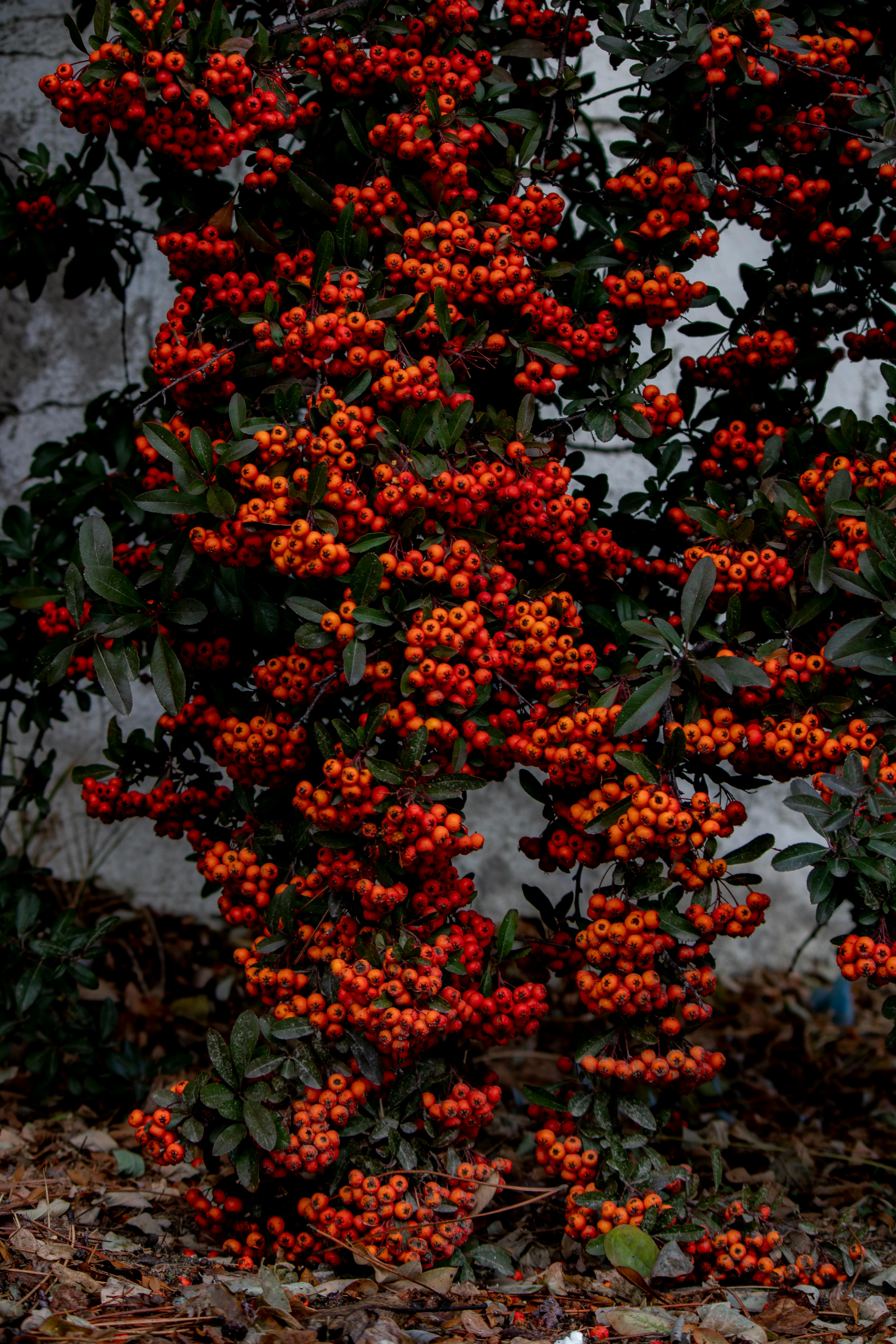 Red Berries on Branches · Free Stock Photo