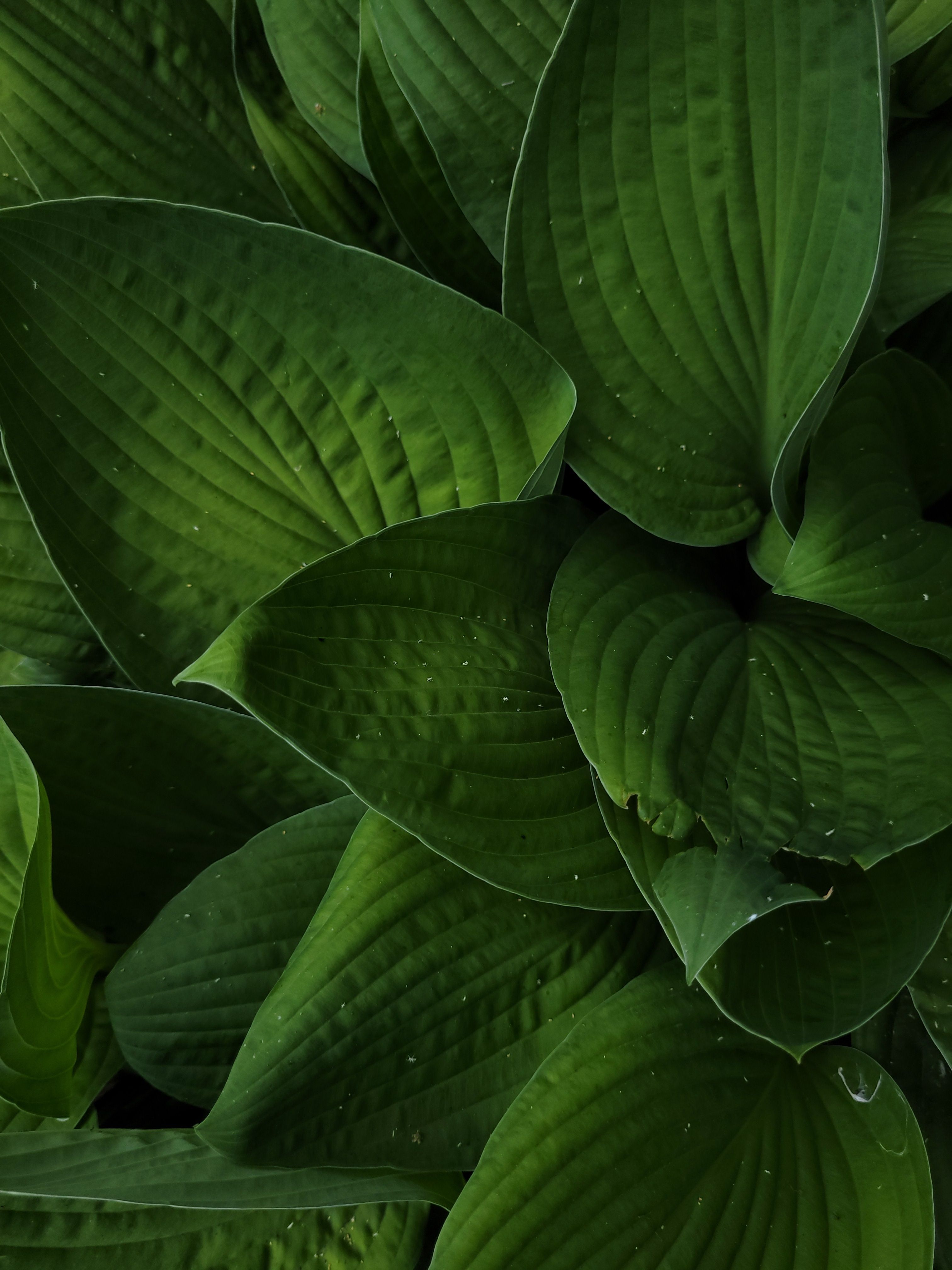 Small, Green Tree Leaves · Free Stock Photo