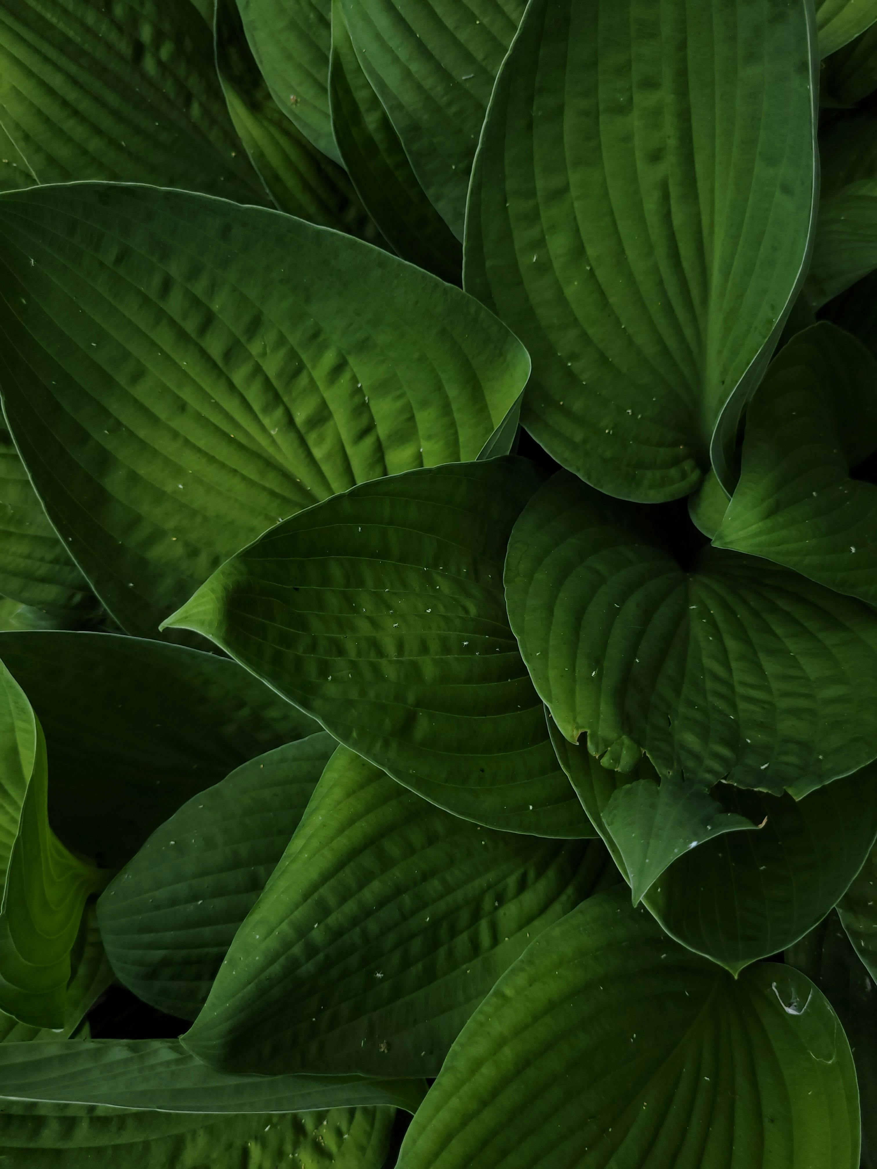 Close up of Leaves · Free Stock Photo