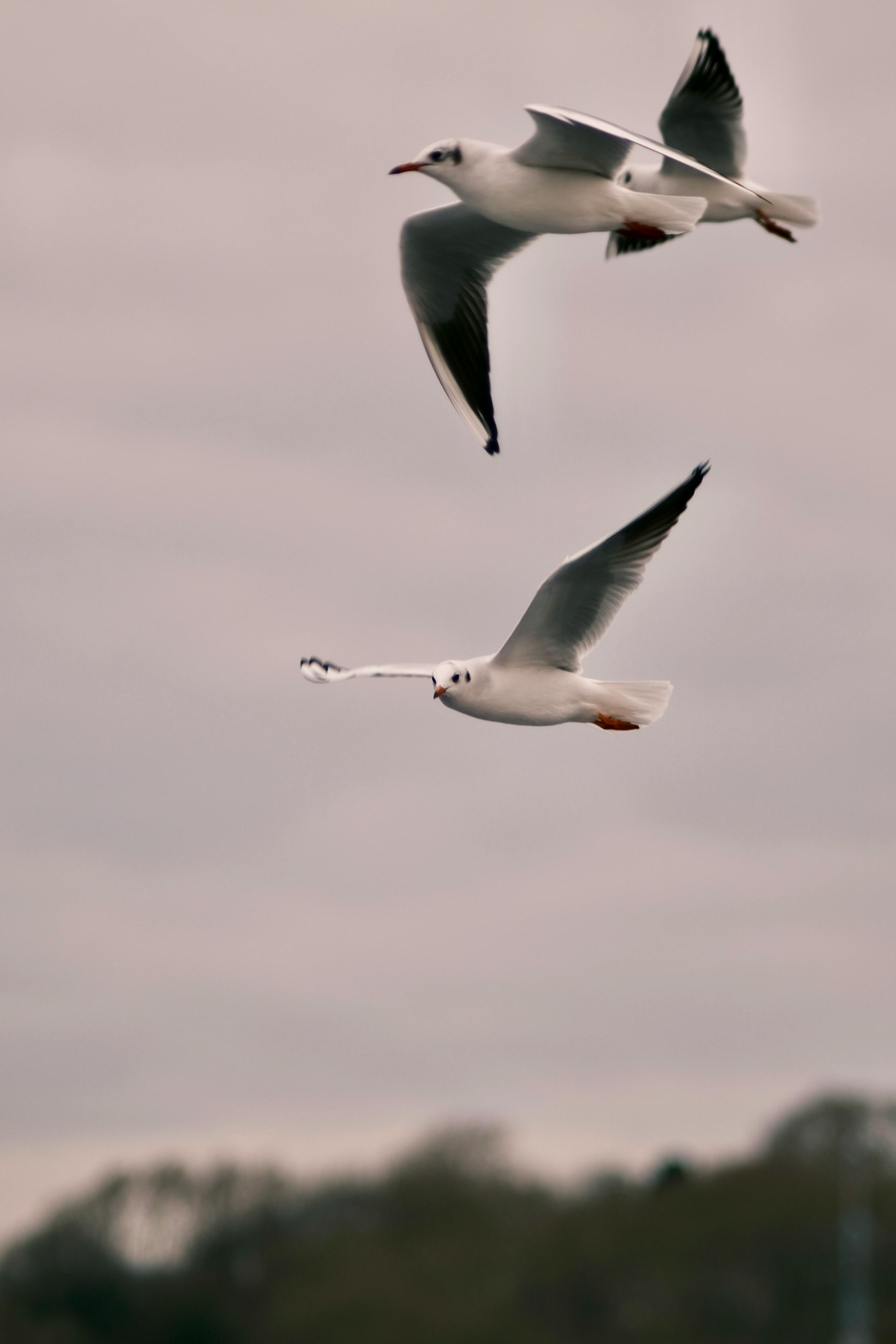 Close-Up Shot of Common Gulls Flying · Free Stock Photo