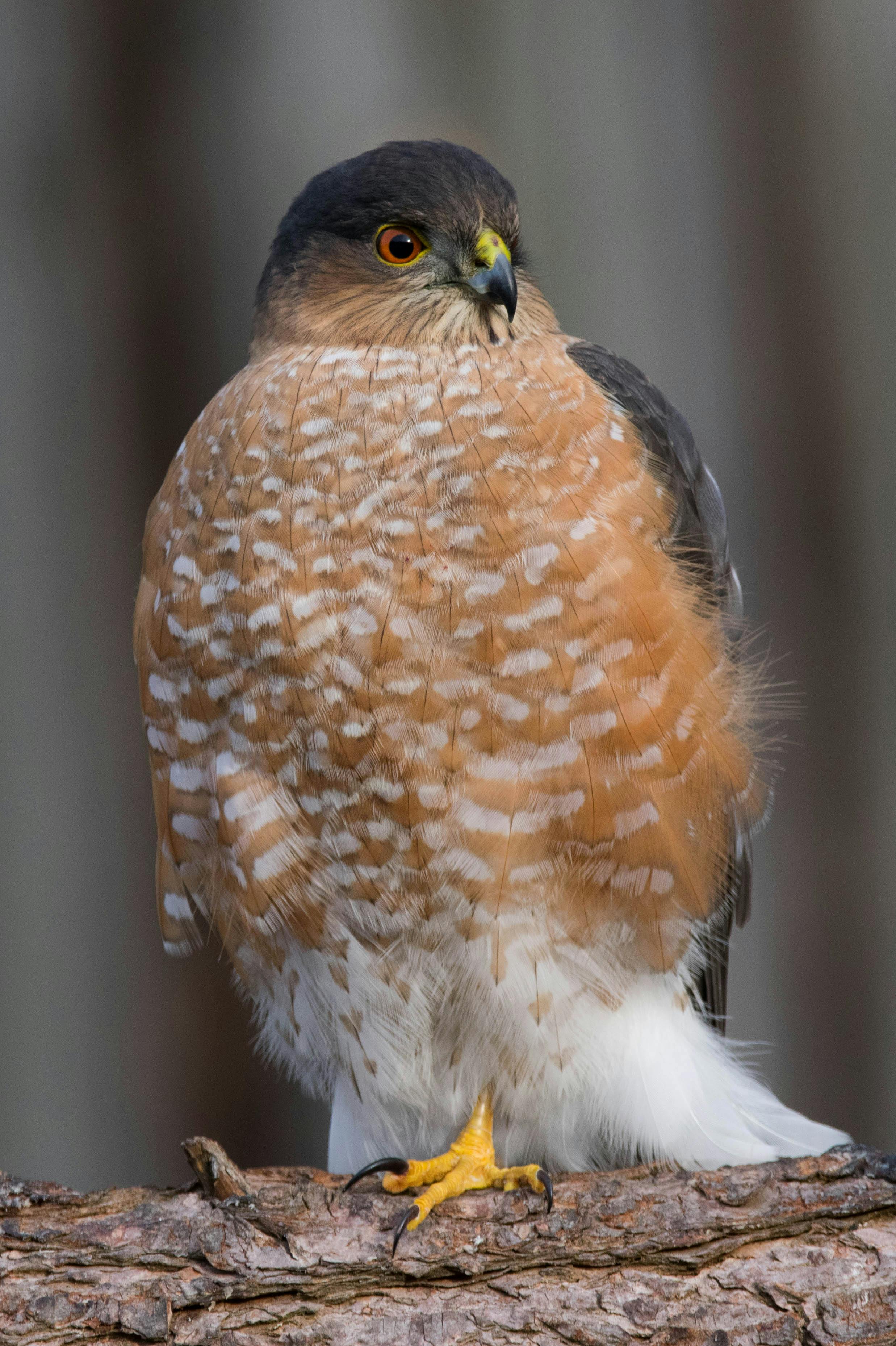 Brown Hawk on Focus Photo · Free Stock Photo
