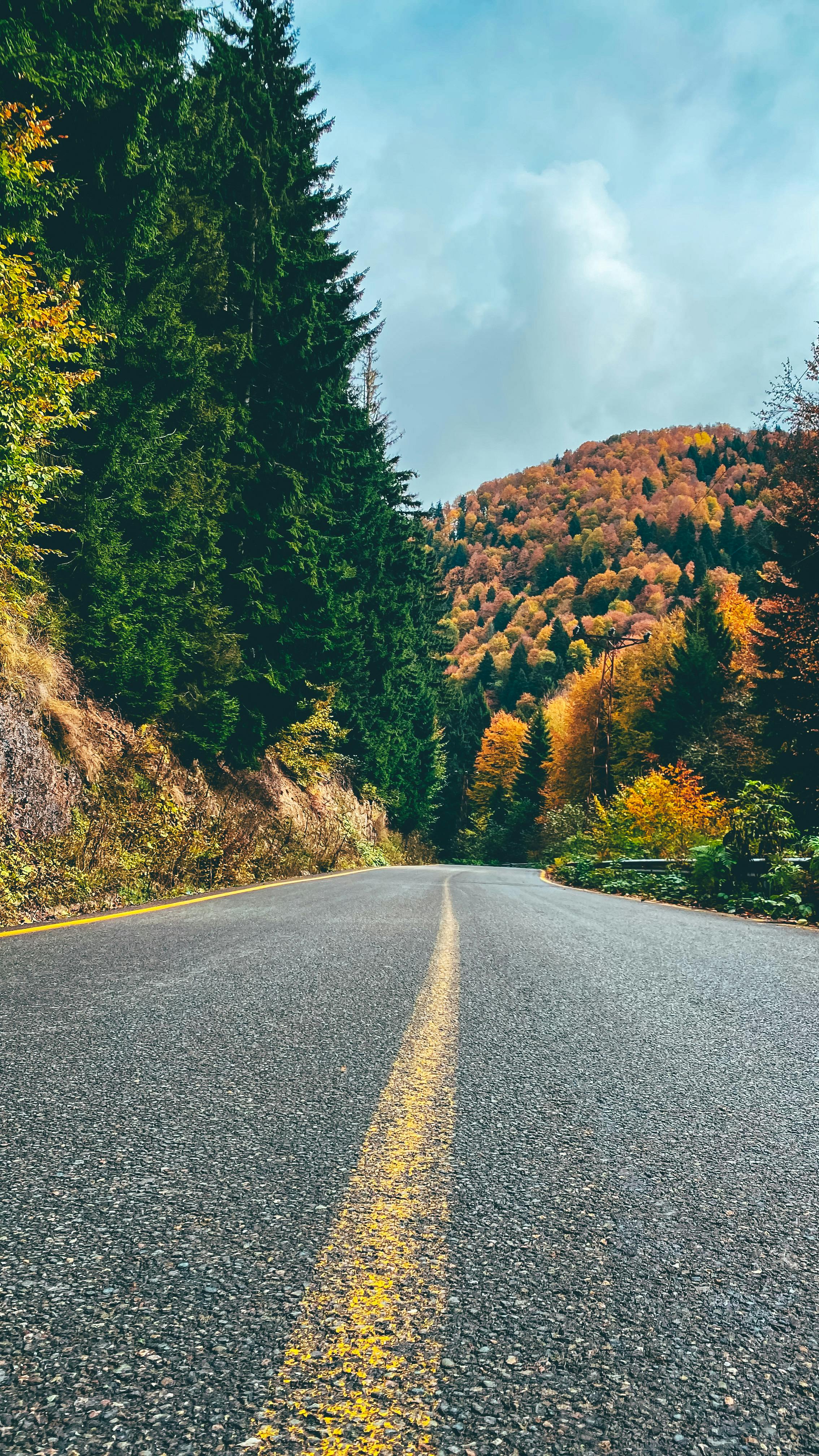 Gray and Yellow Road Between Forest · Free Stock Photo