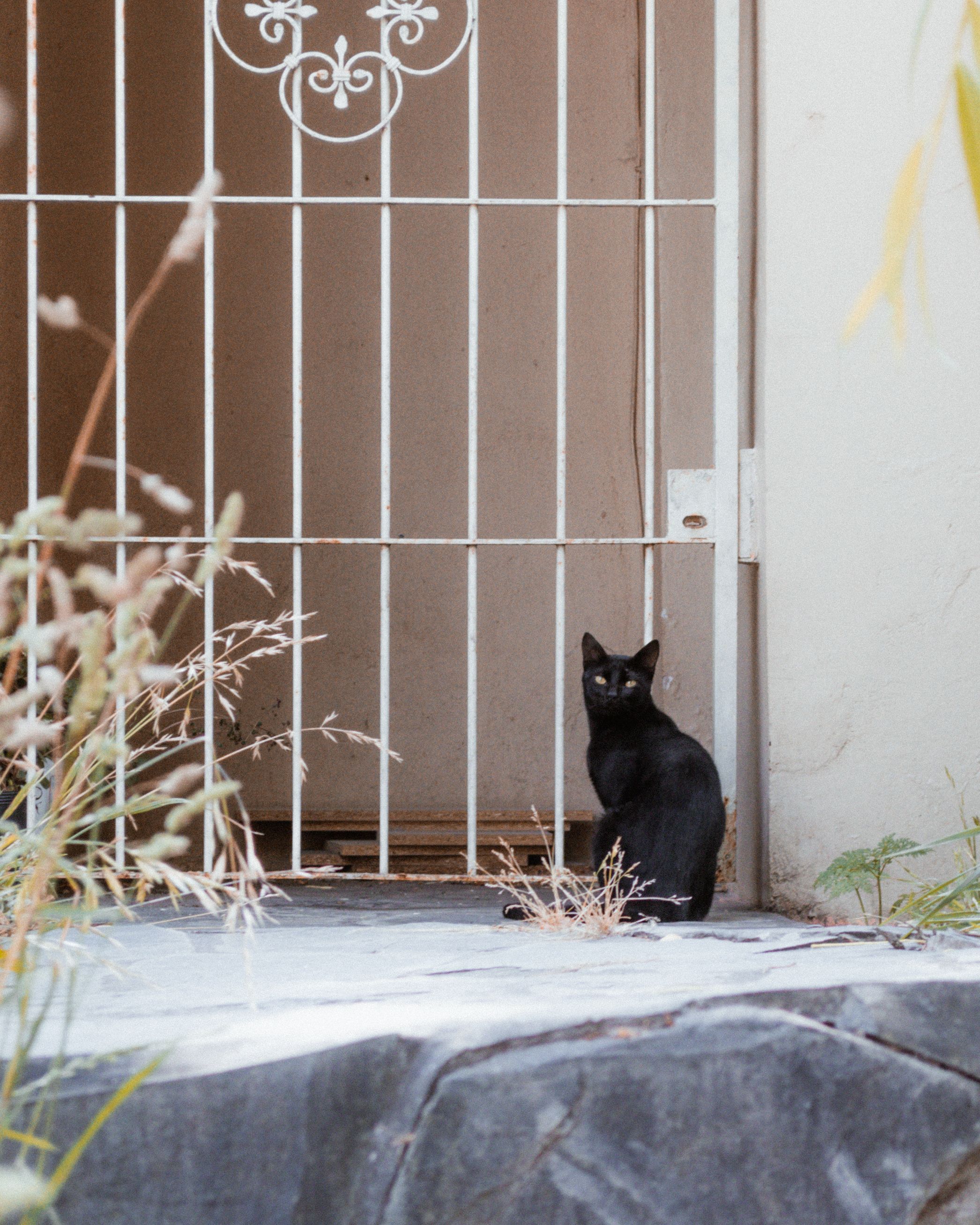 03 Gatos Photos, Download The BEST Free 03 Gatos Stock Photos & HD Images