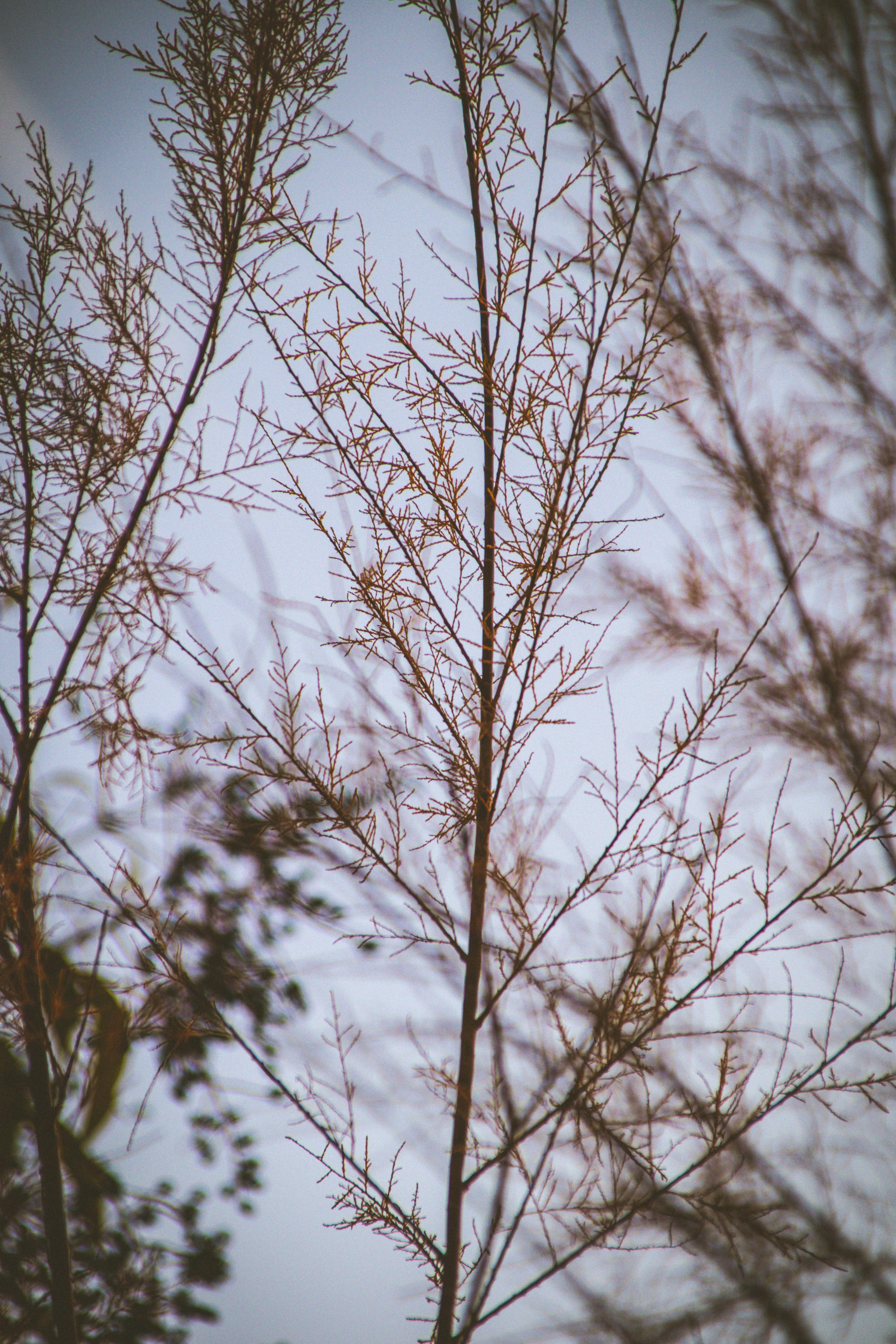 Photography of Tree Branches · Free Stock Photo