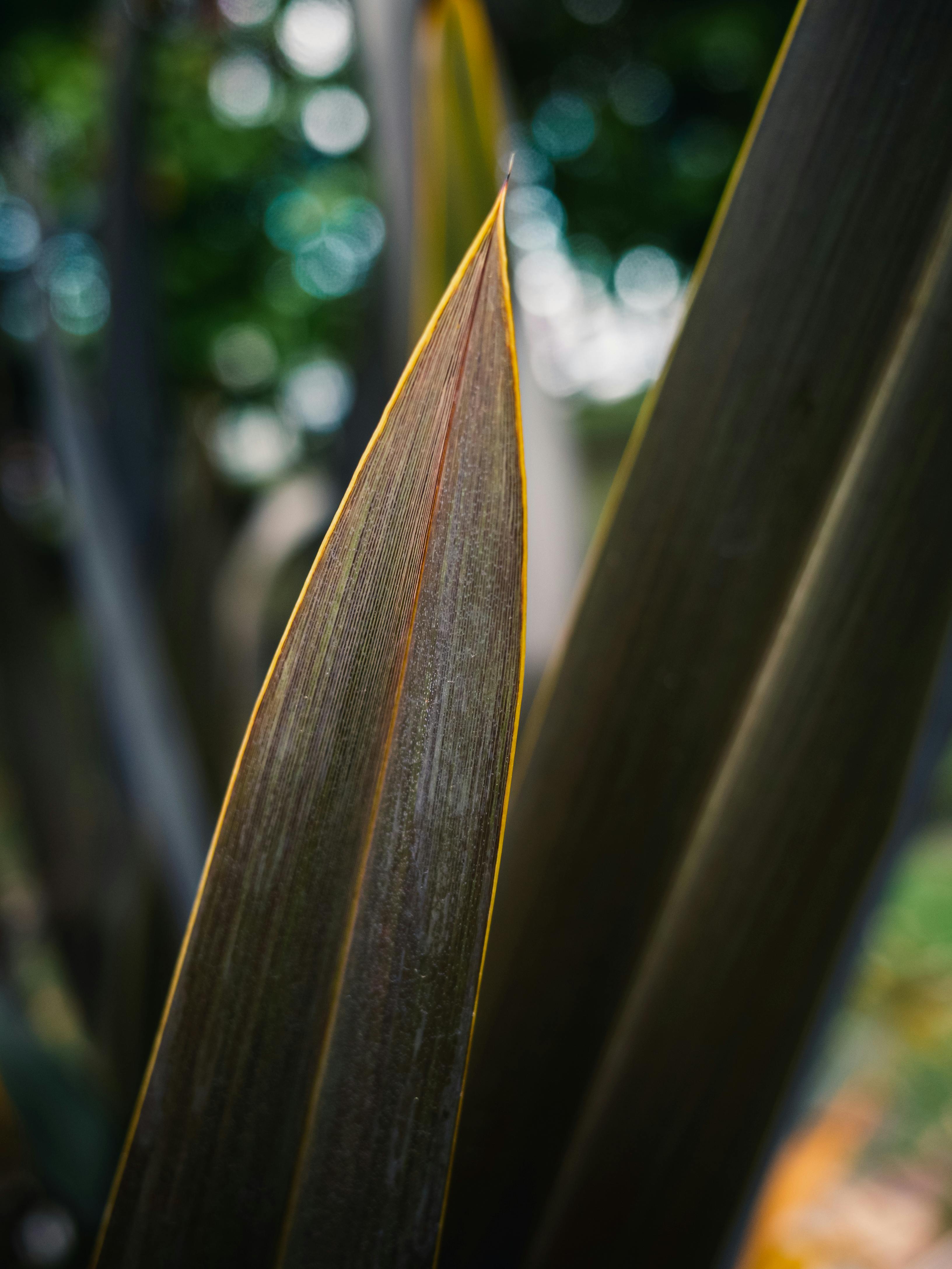 Green Pointy Leaf in Close-up Photography · Free Stock Photo