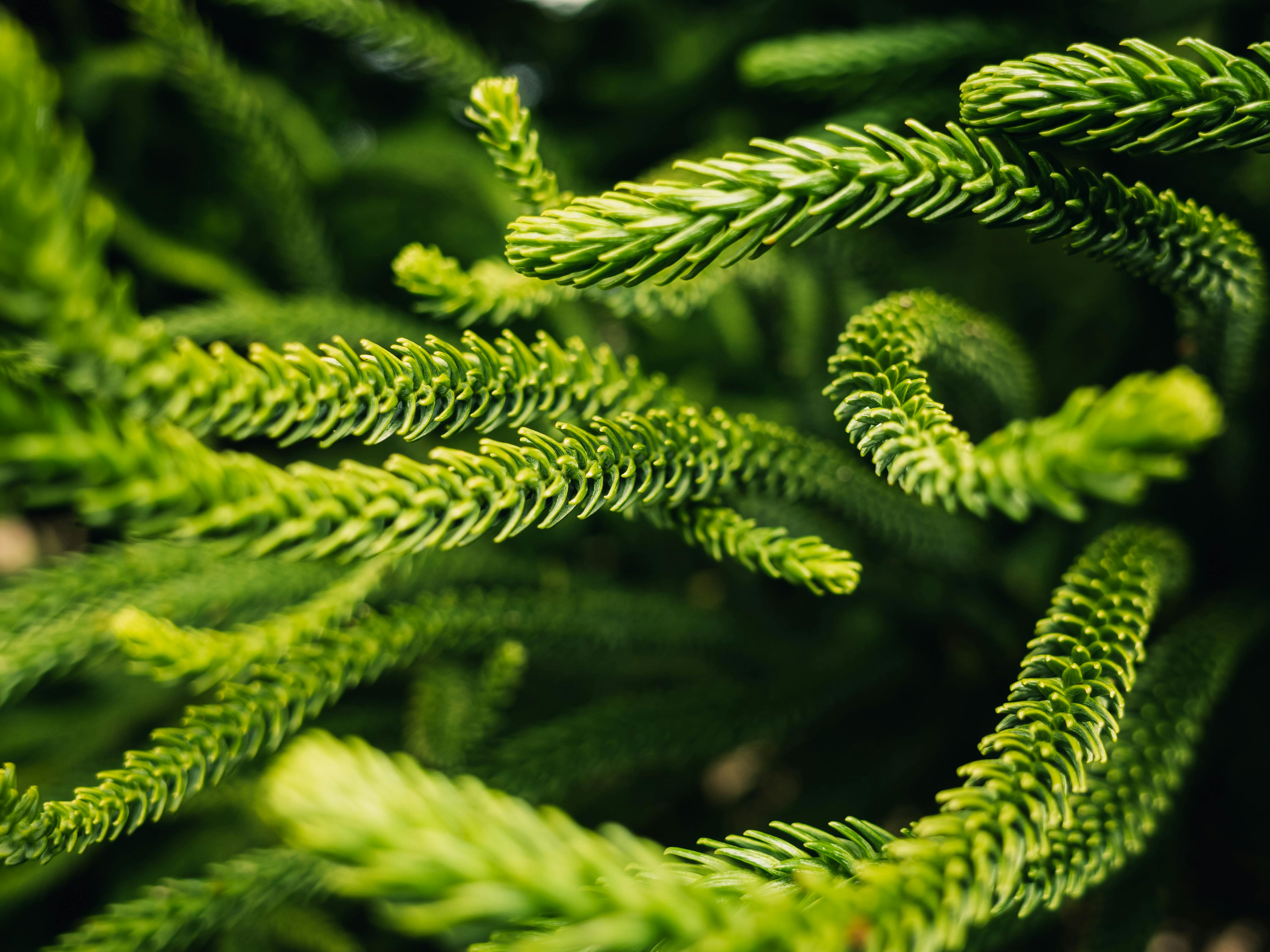 Close up of Evergreen Leaves · Free Stock Photo