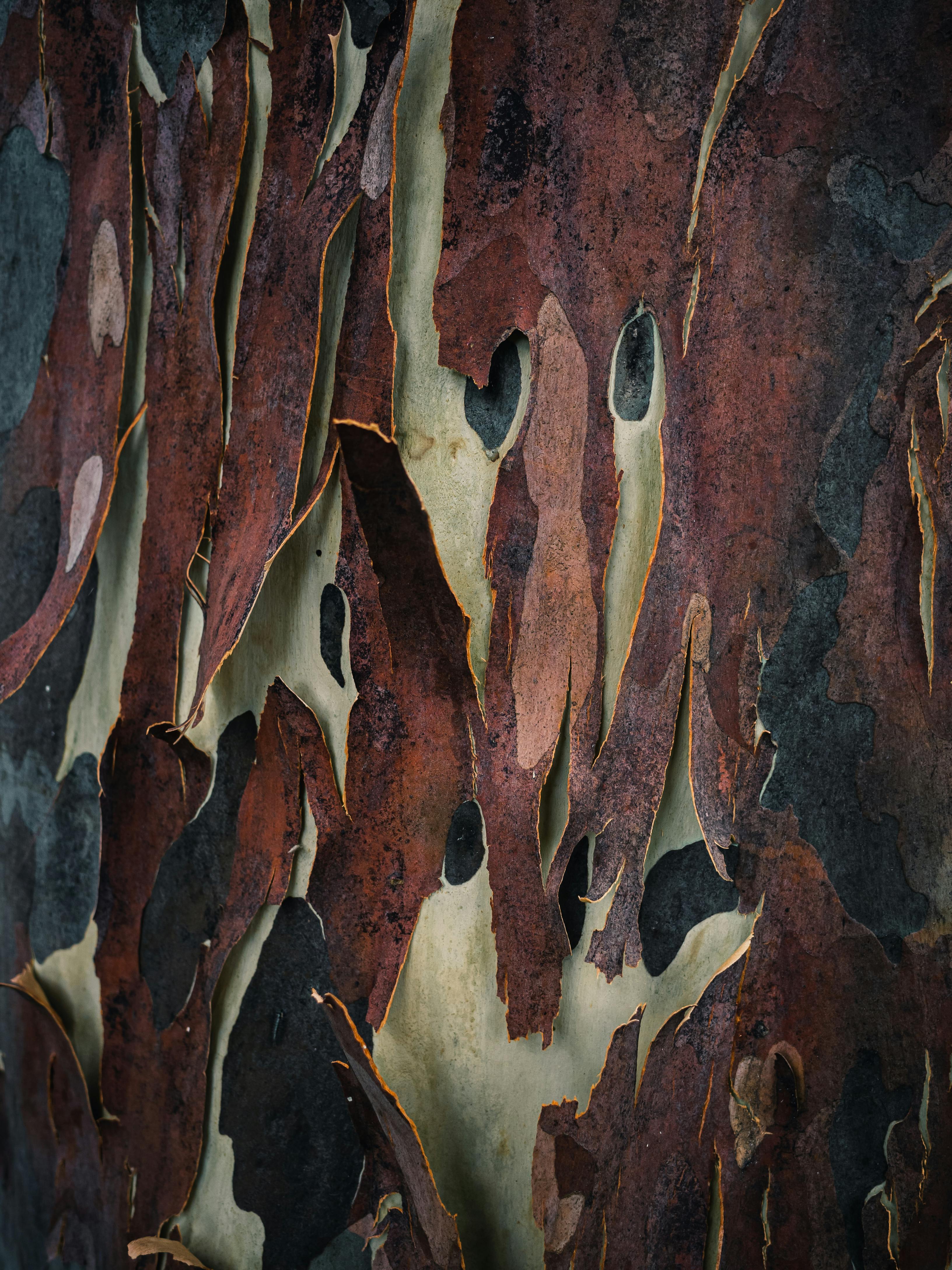 Tree Peeling Photos, Download The BEST Free Tree Peeling Stock Photos ...