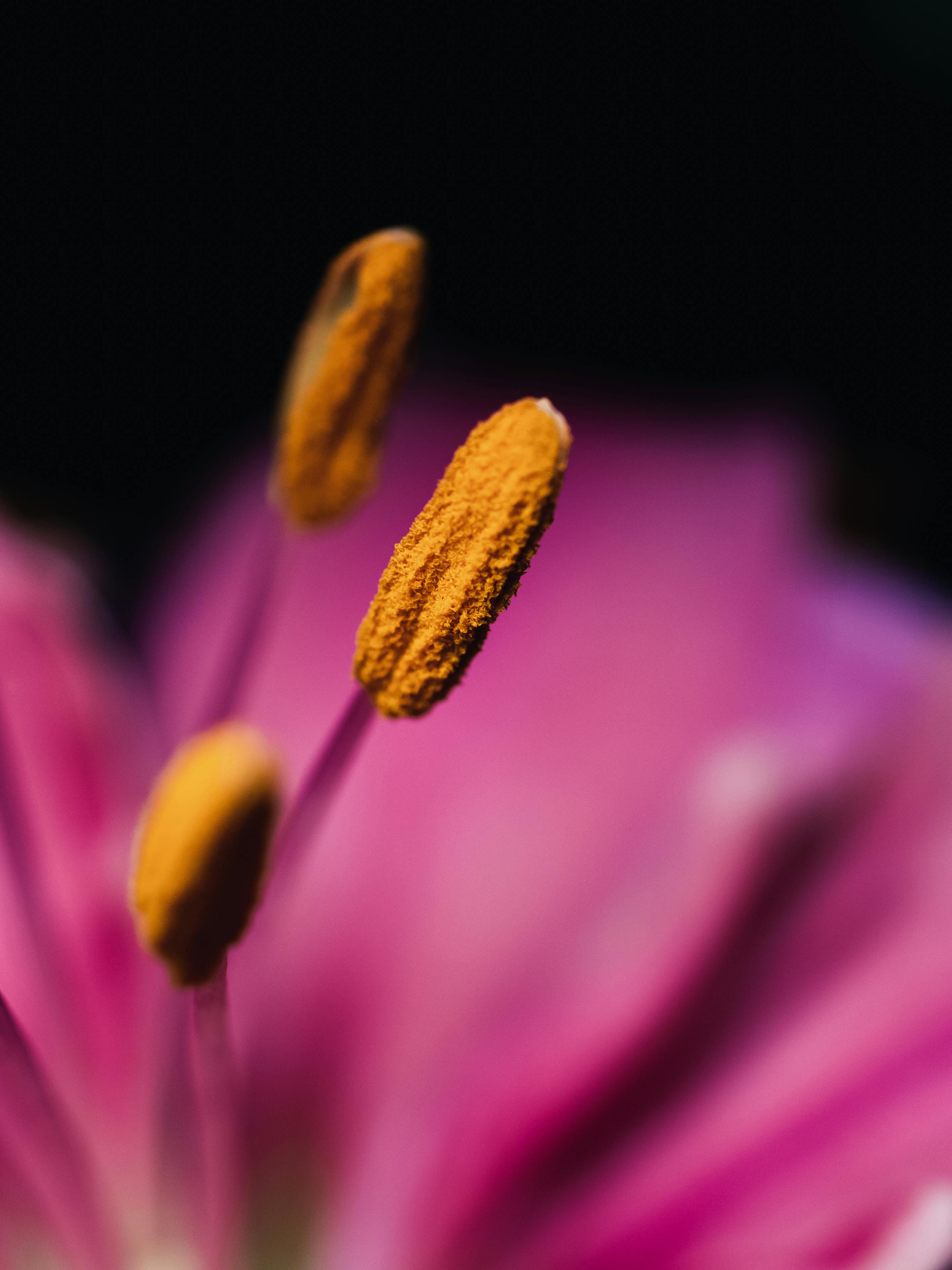 Stamen of a Flower in Close-up Shot · Free Stock Photo