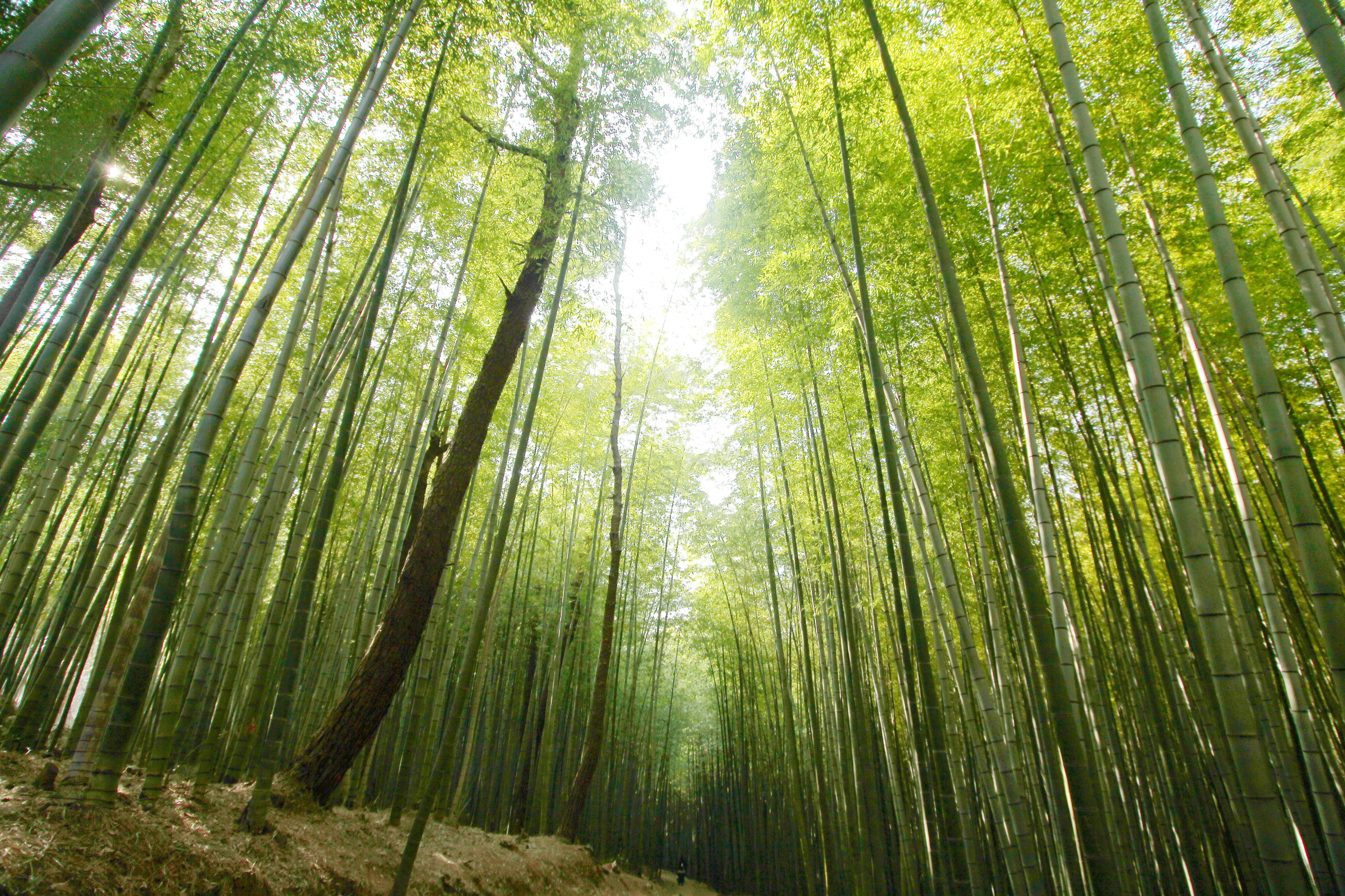 Photo of Bamboo · Free Stock Photo