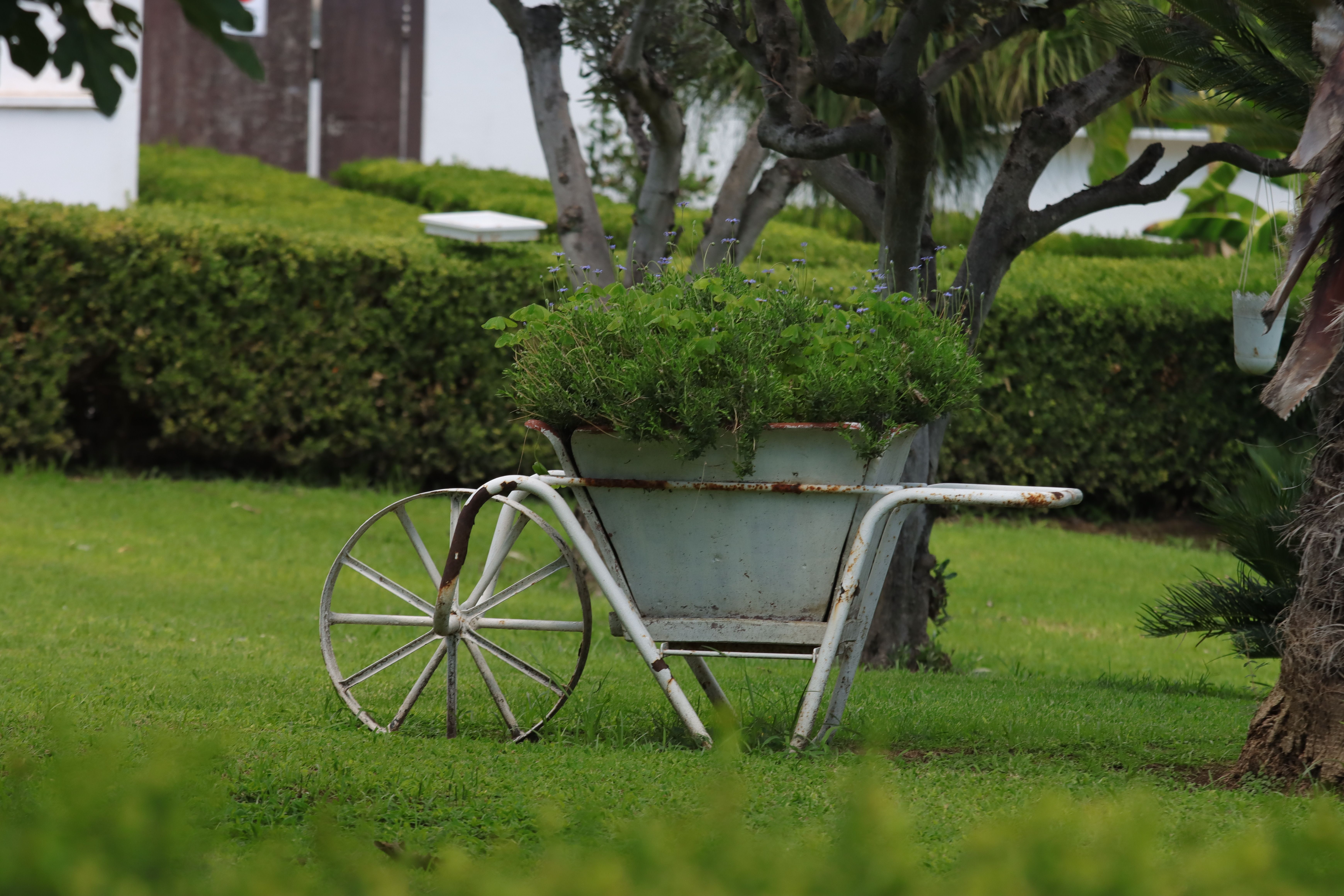 A wheelbarrow with plants in it in the grass · Free Stock Photo
