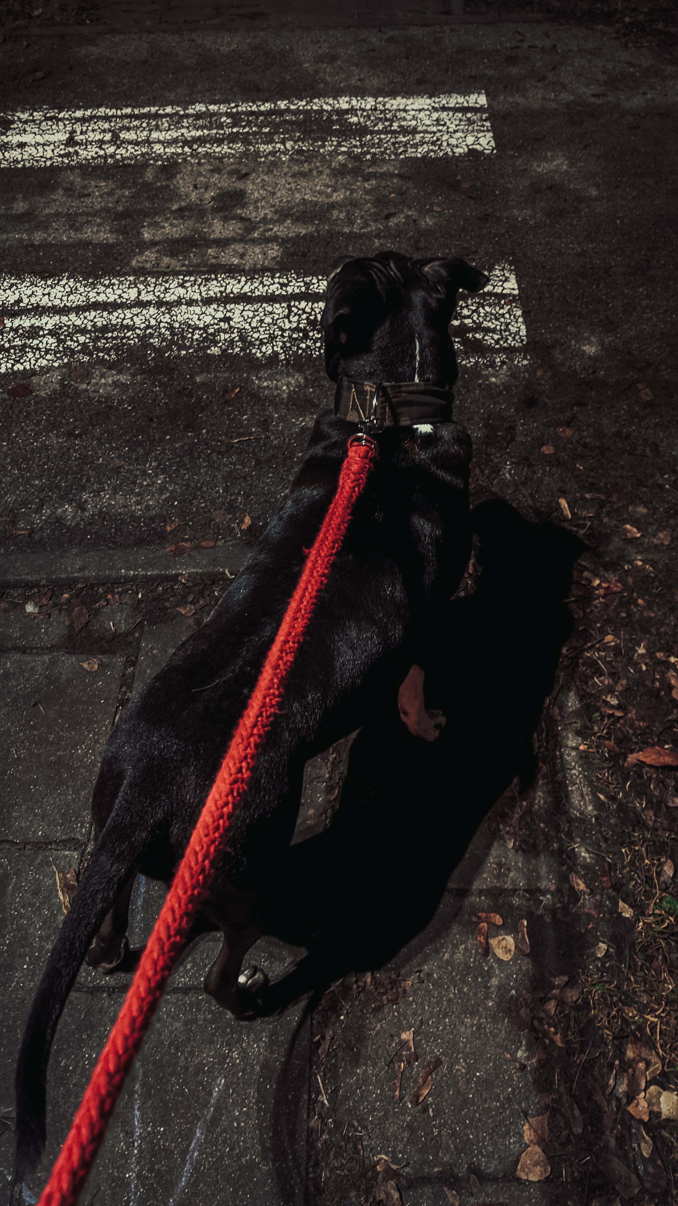 Milan Mathew - 写真