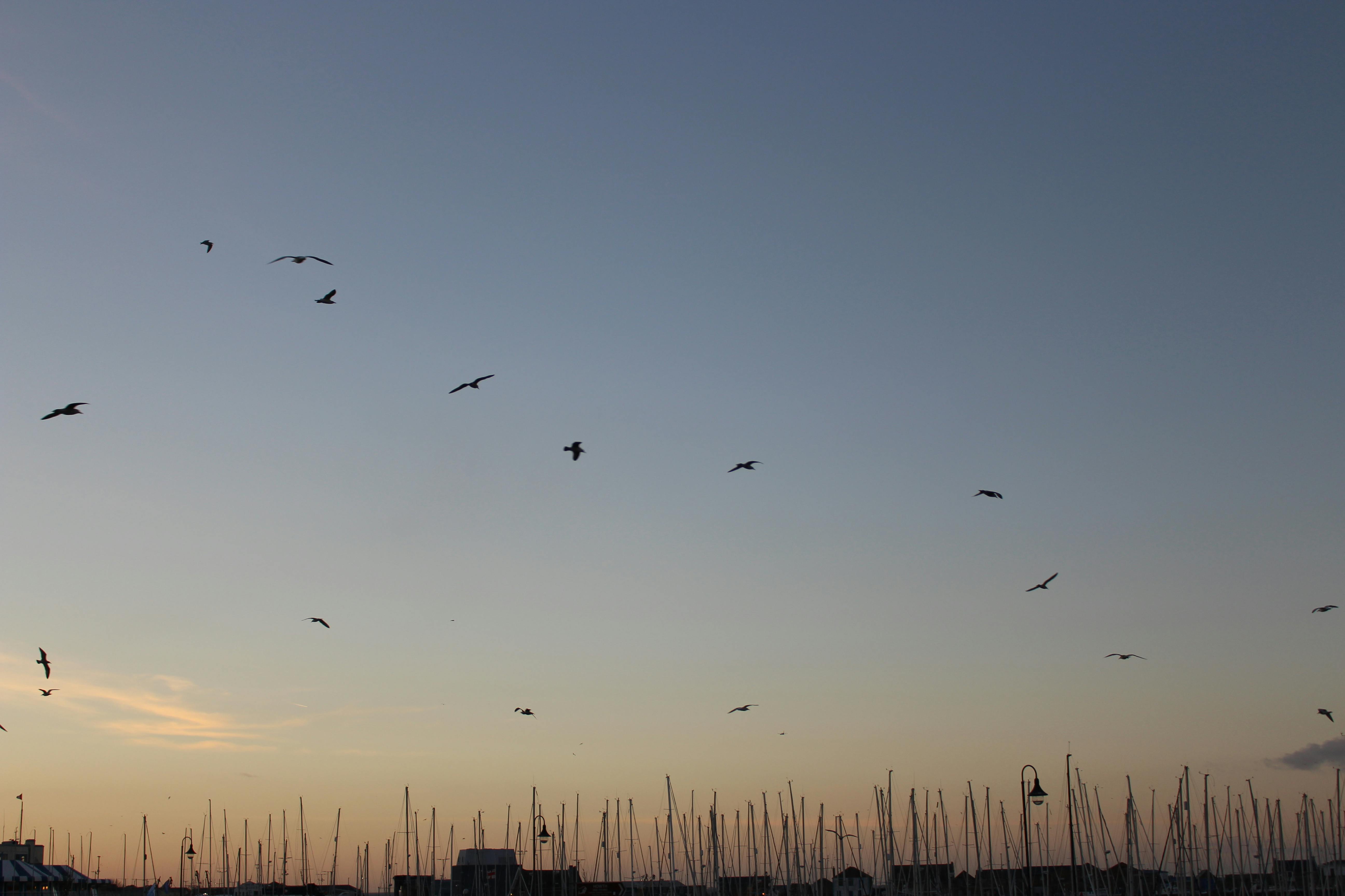Silhouette of Bird Flying · Free Stock Photo