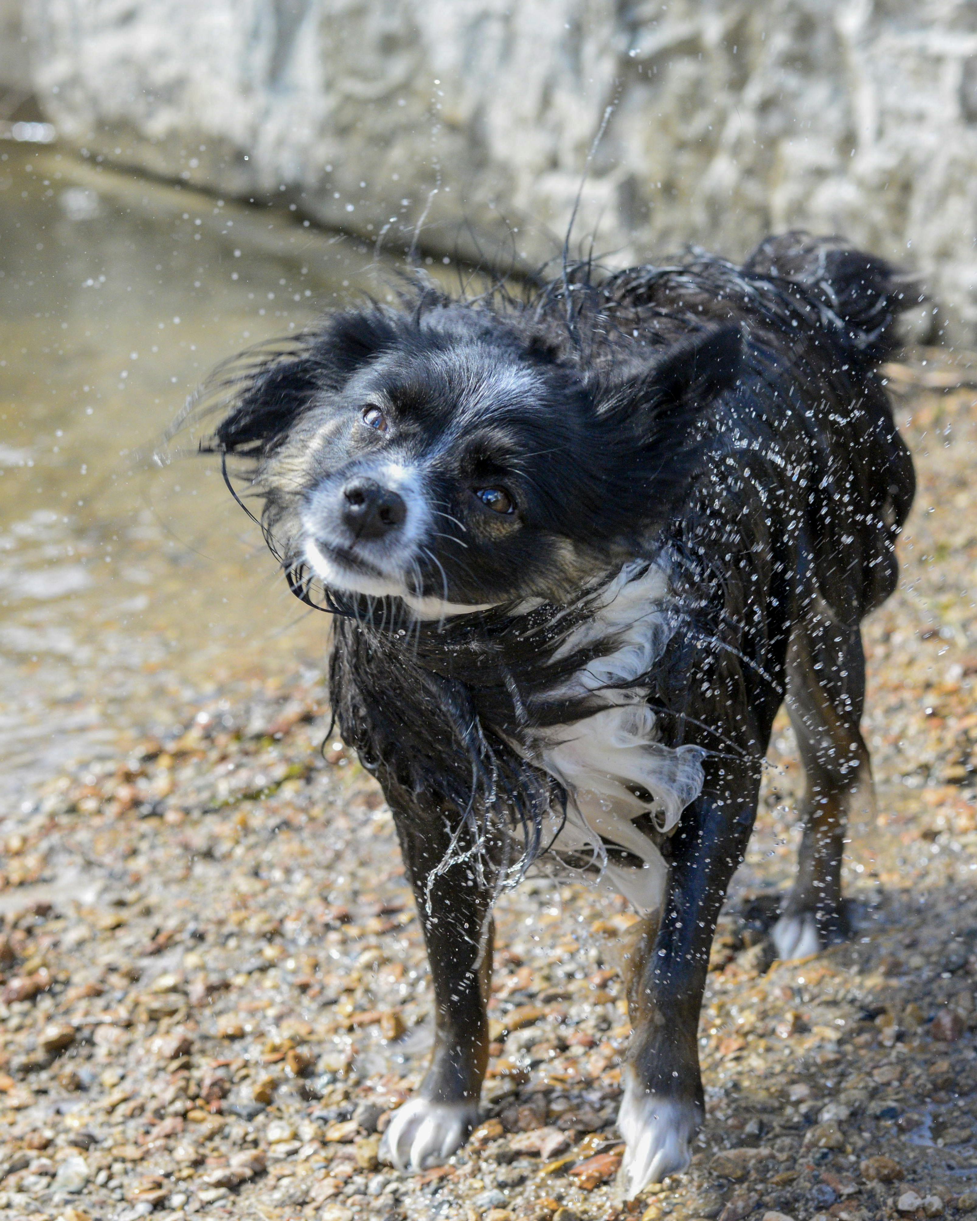 Dog Shaking Off Water · Free Stock Photo