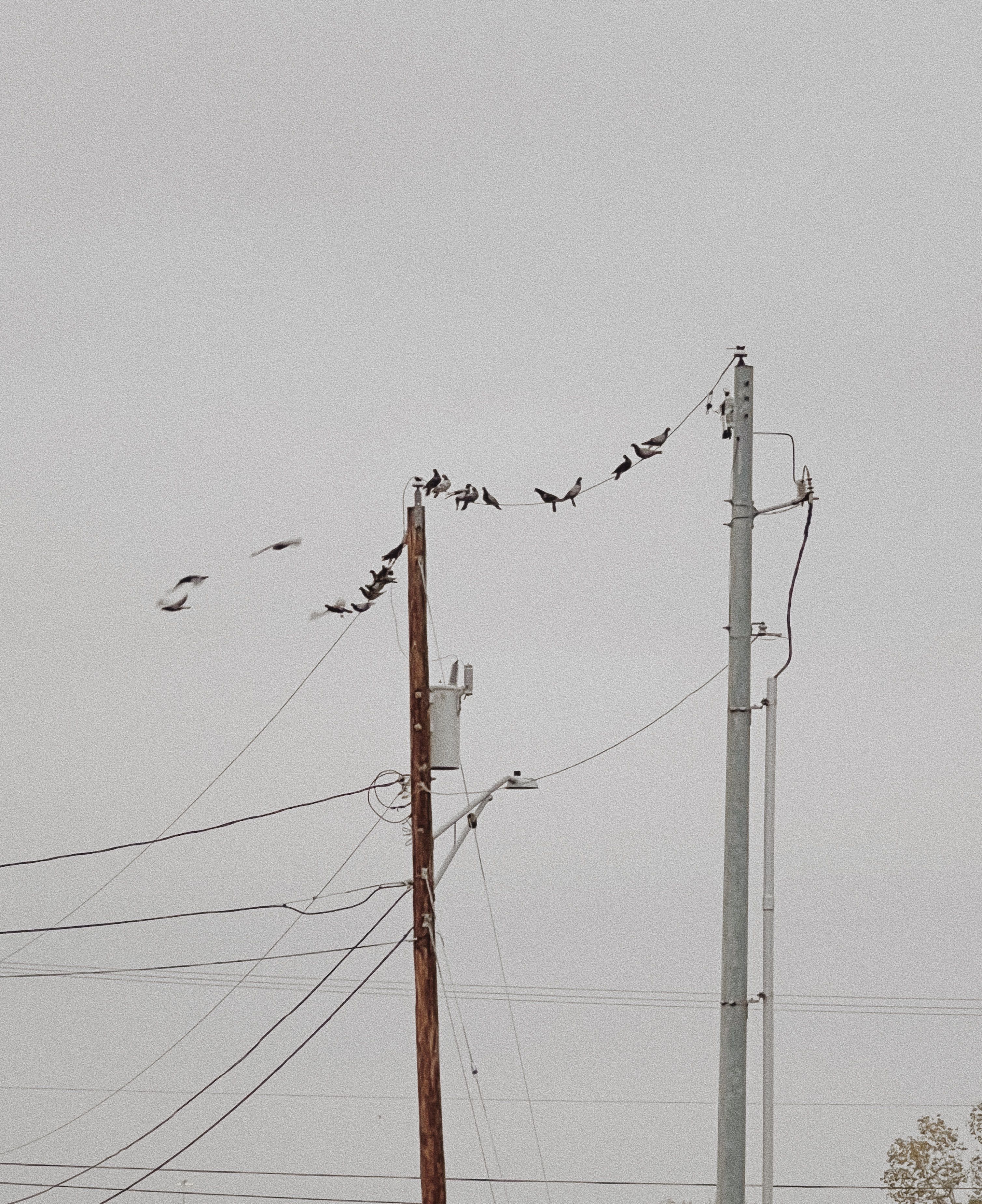 Flock of Pigeons Perching on a Wire Between Transmission Poles · Free ...