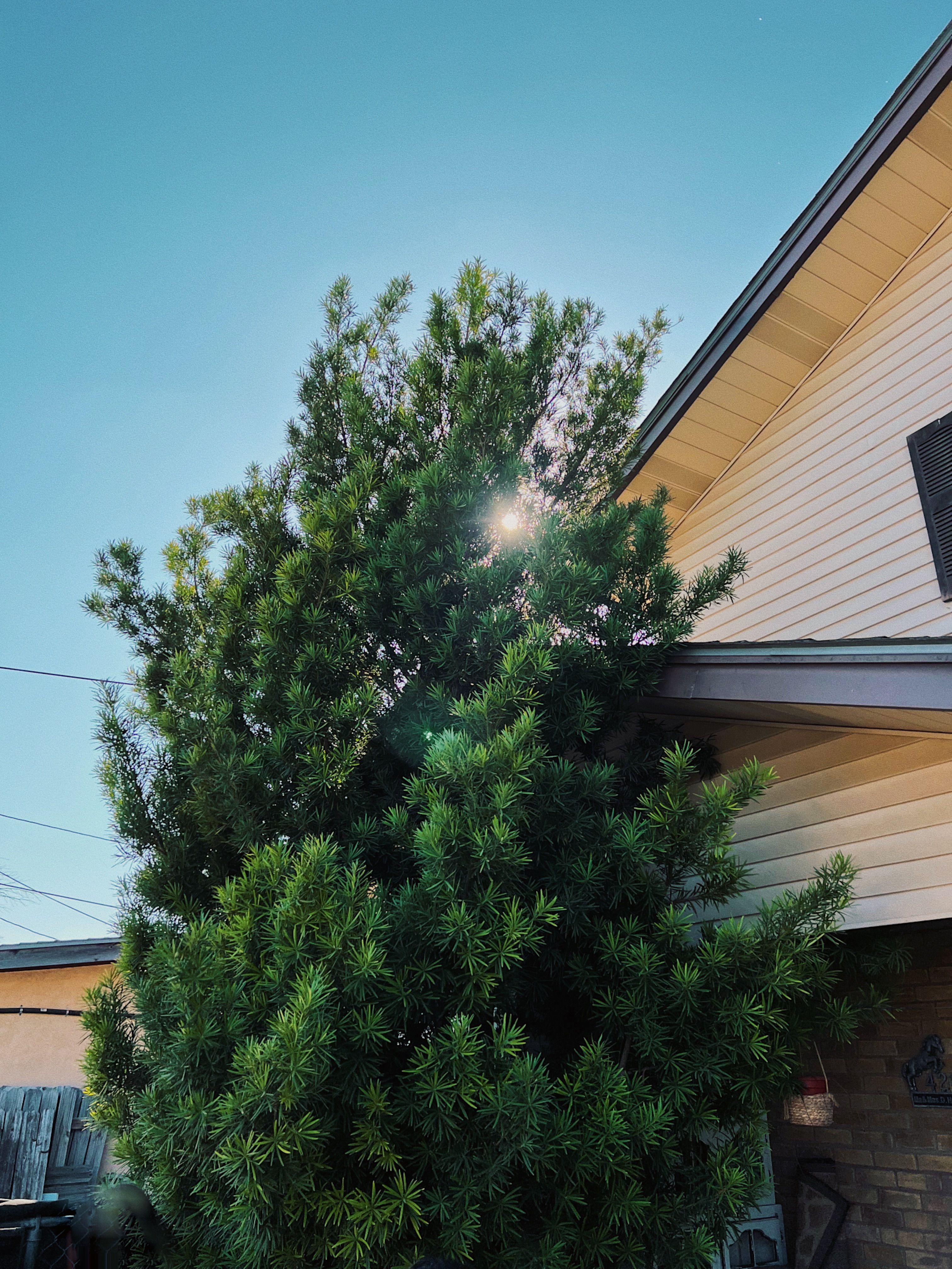 Sun Shining between Trees Branches near a House · Free Stock Photo