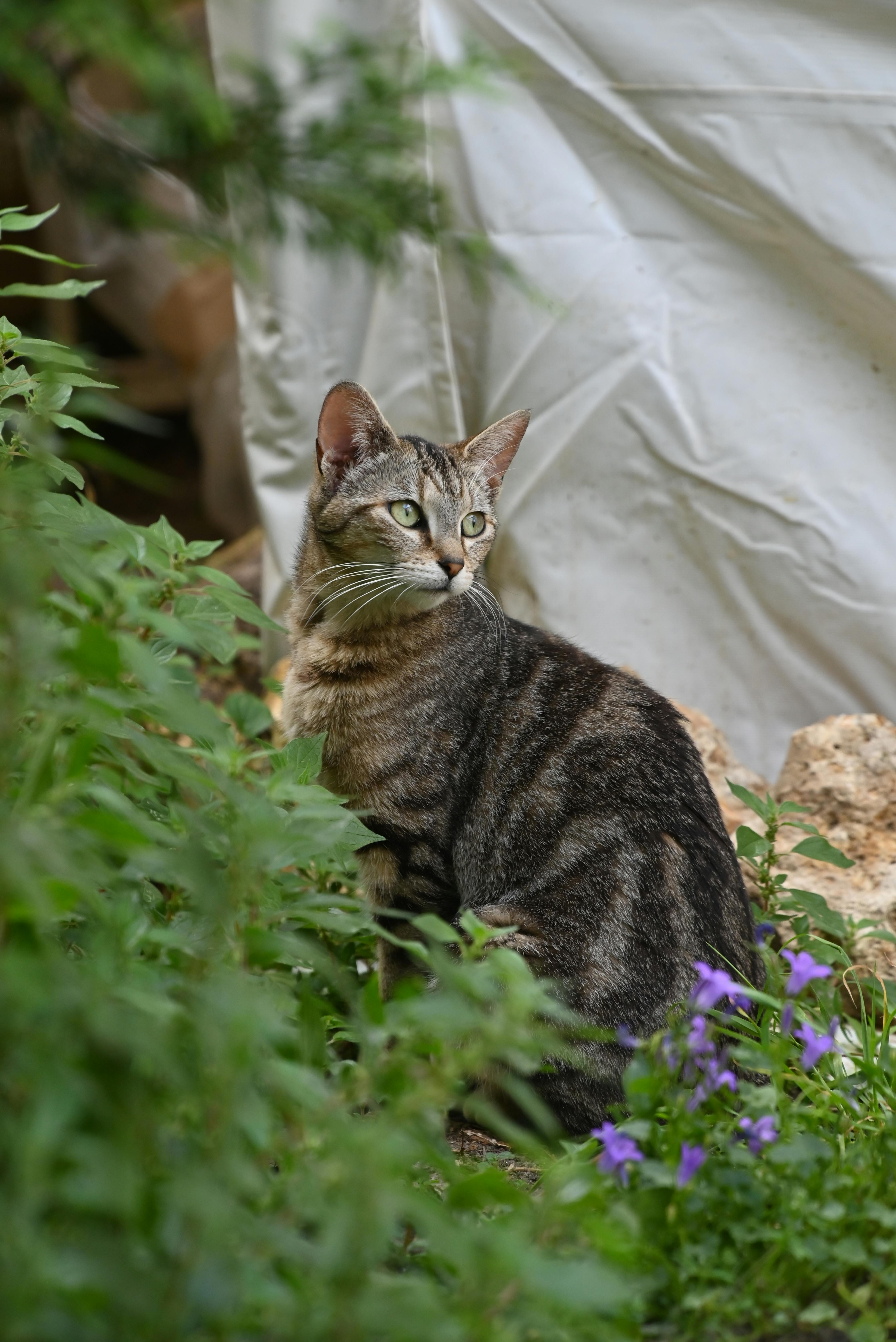 Black and Gray Cat Looking Afar · Free Stock Photo