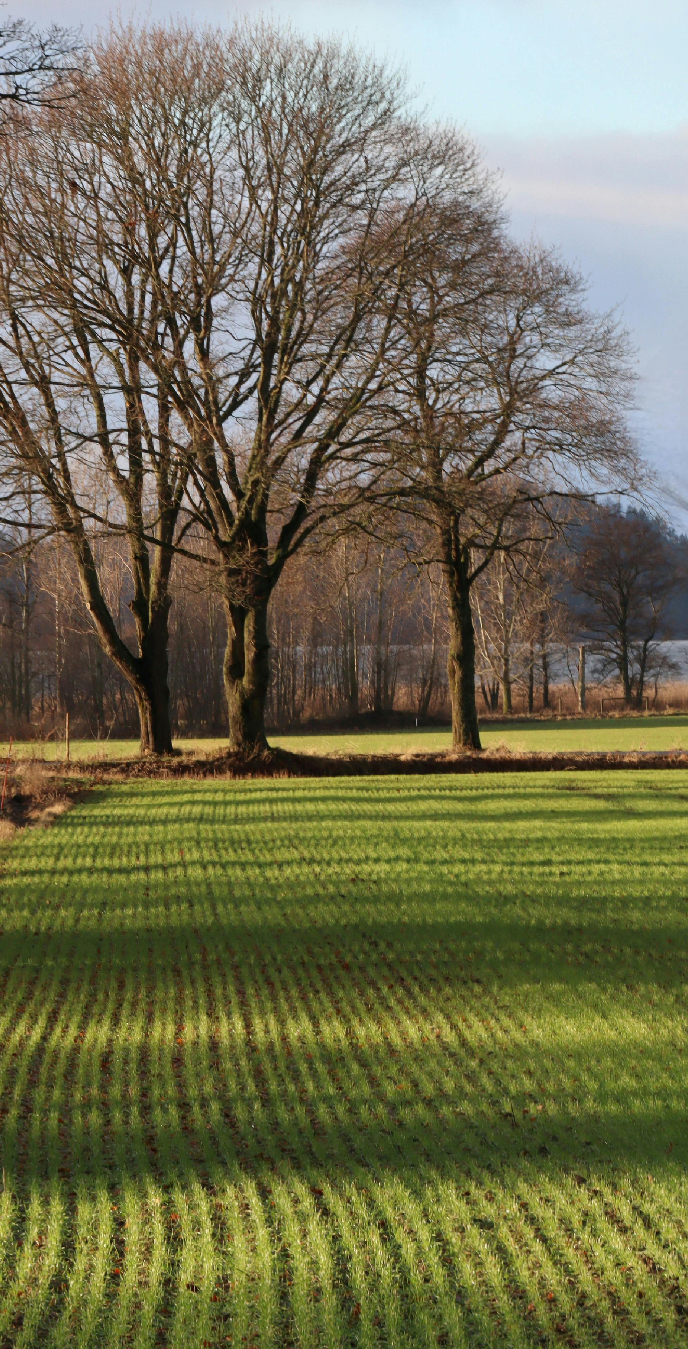 Green Leafed Tree · Free Stock Photo