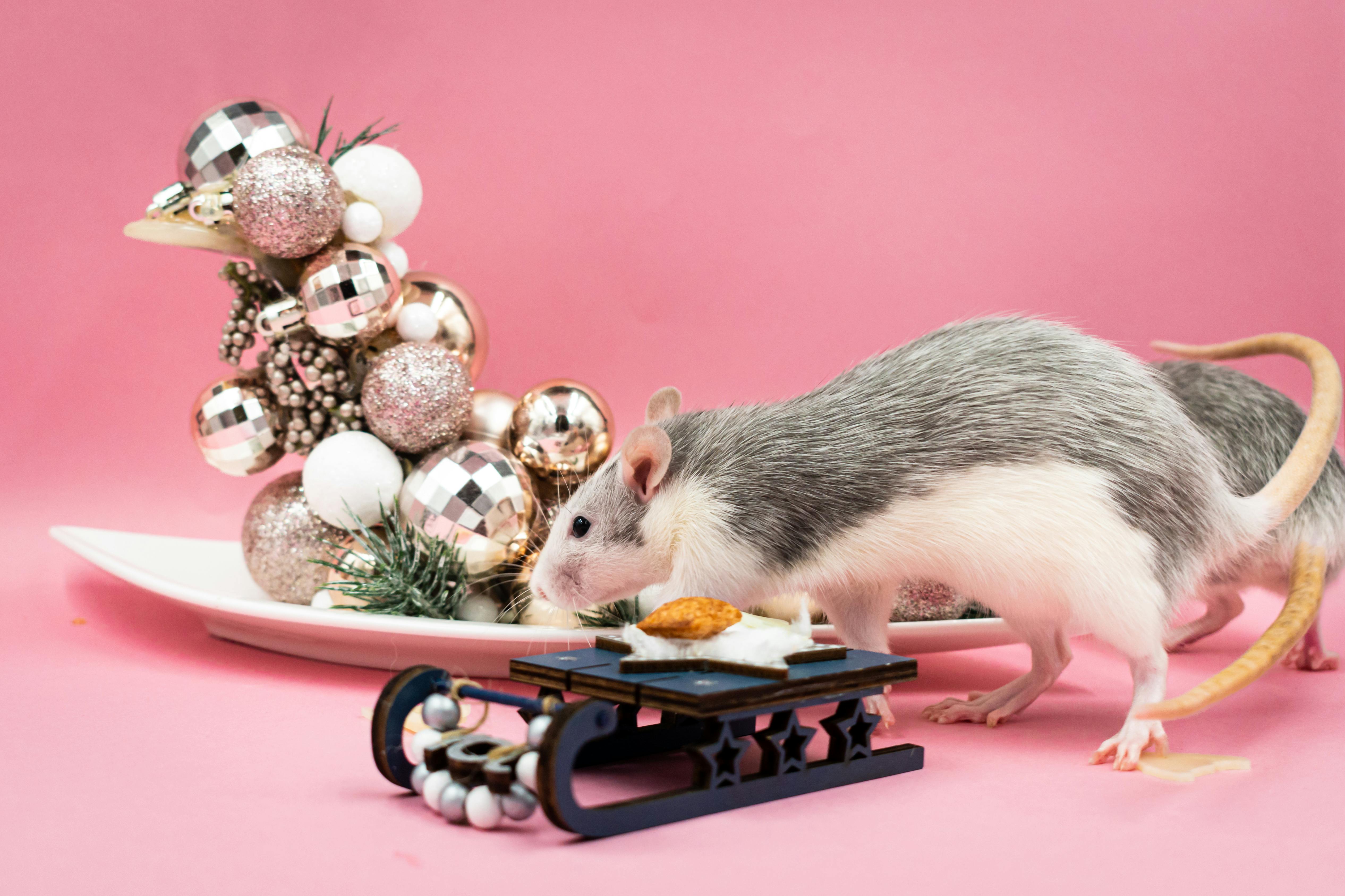 Rats and Baubles in Studio · Free Stock Photo