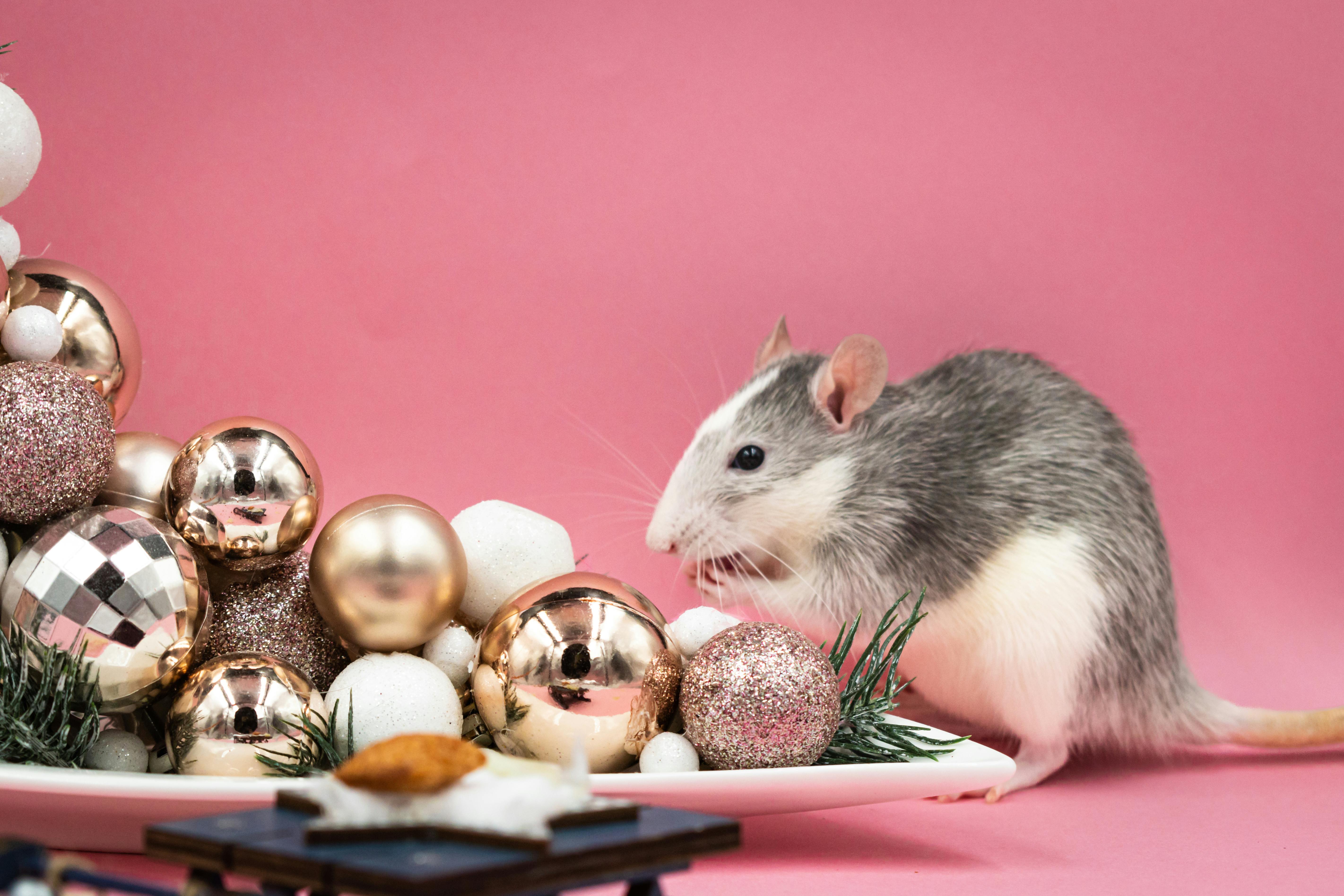 Bunch of Rats Feeding From a Bowl · Free Stock Photo