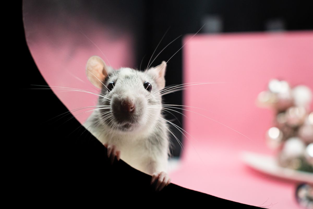 Funny Rat Photos, Download The BEST Free Funny Rat Stock Photos & HD Images
