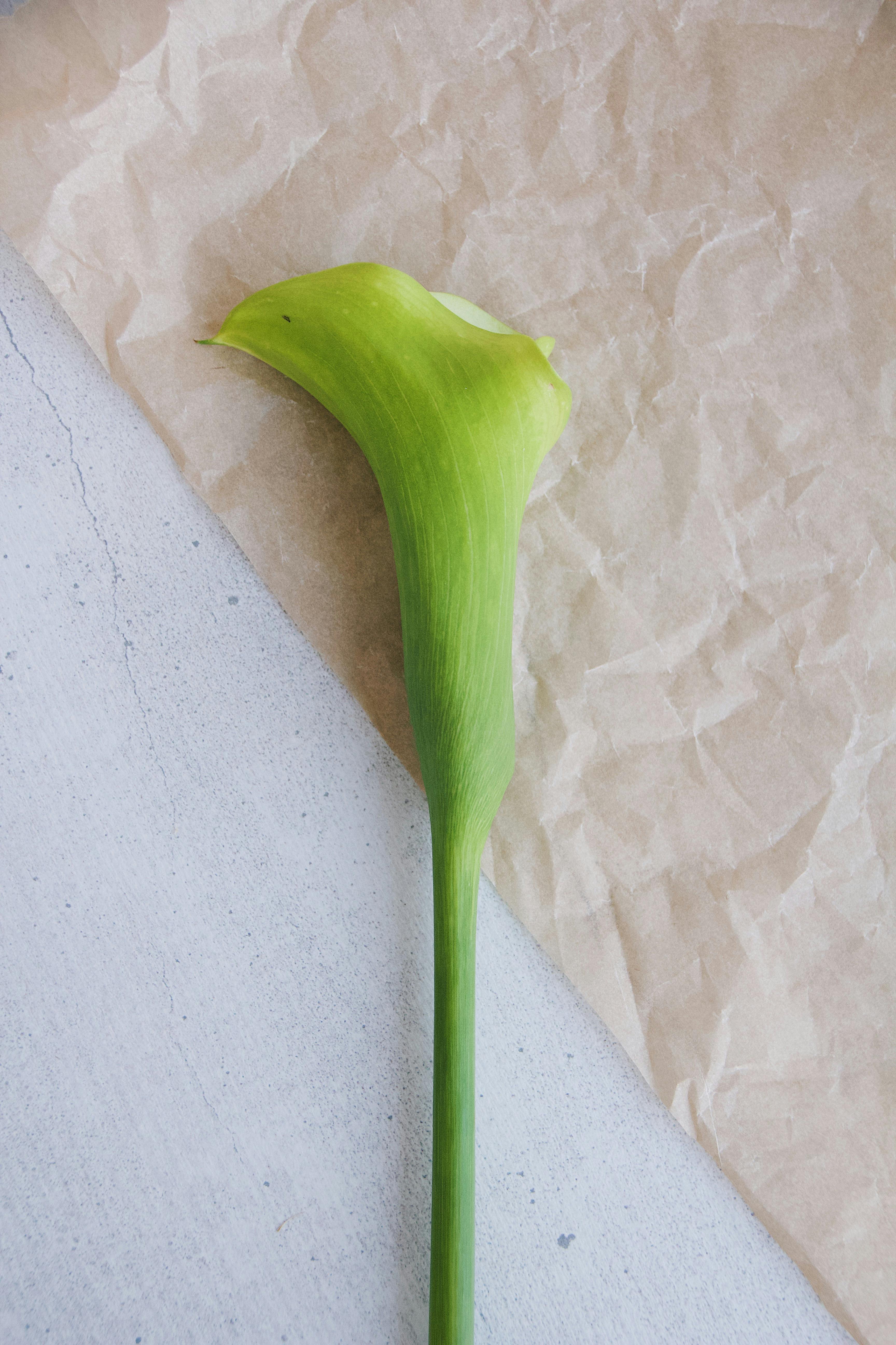 Single Calla Lily · Free Stock Photo